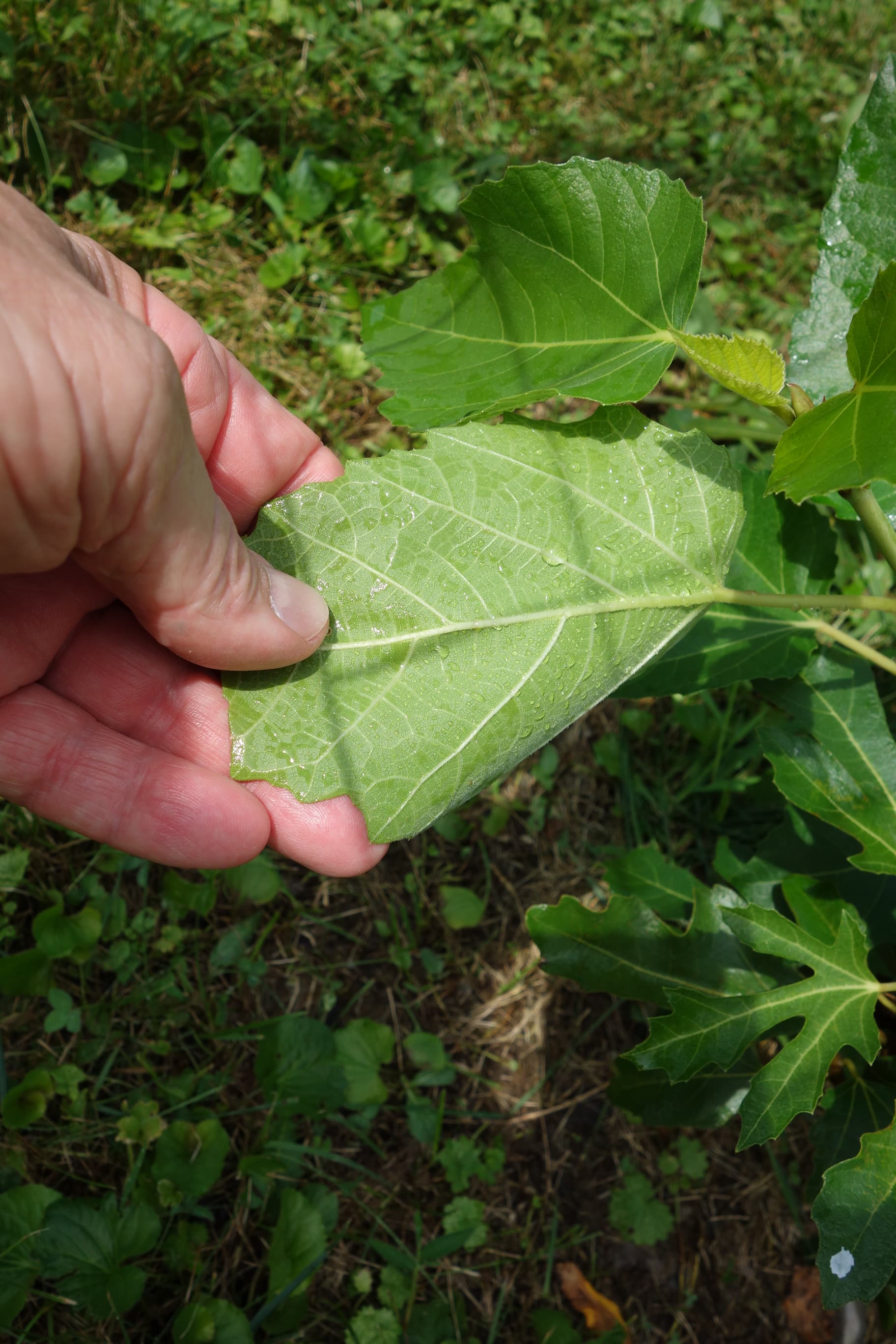 Look at these crazy fig leaves...have you seen figs with 2 types of ...