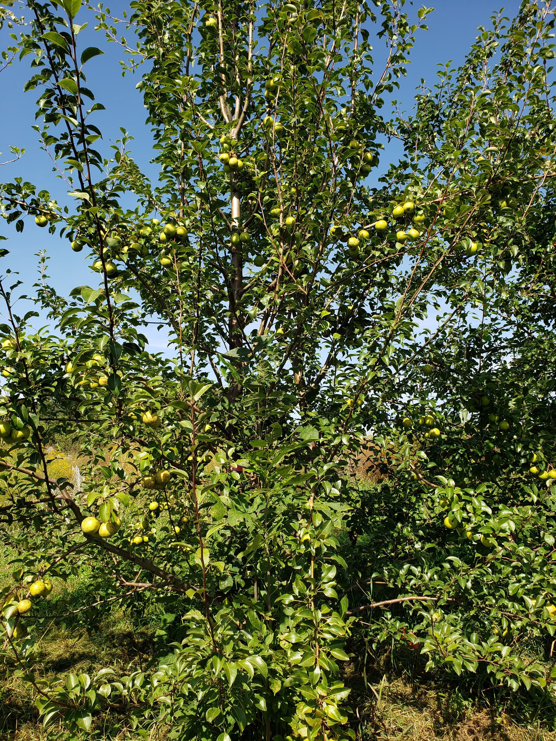 Pear Roostock ID - 87 or 97? - General Fruit Growing - Growing Fruit