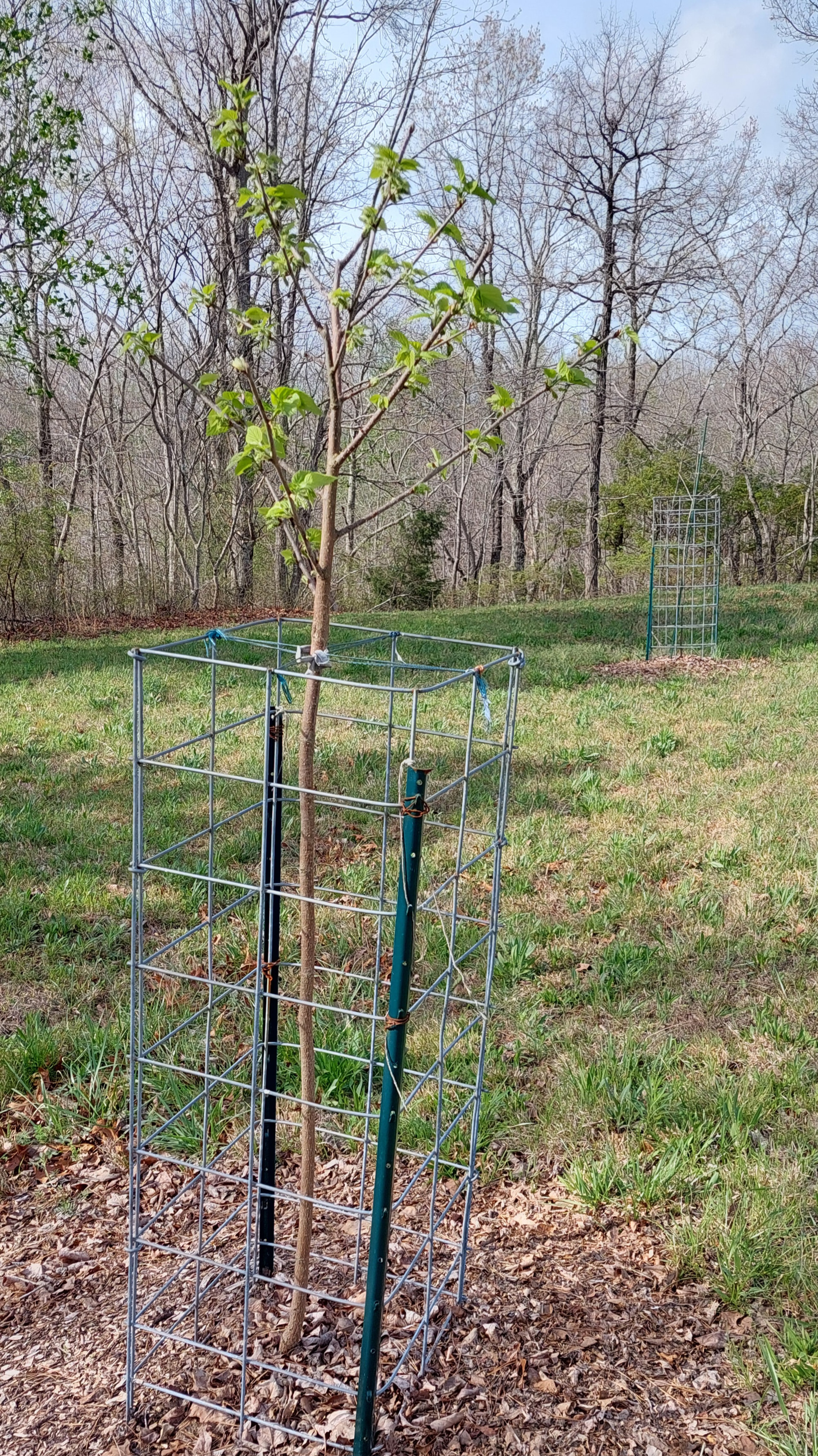 Got any photos of your orchard / trees in the spring? - General Fruit ...