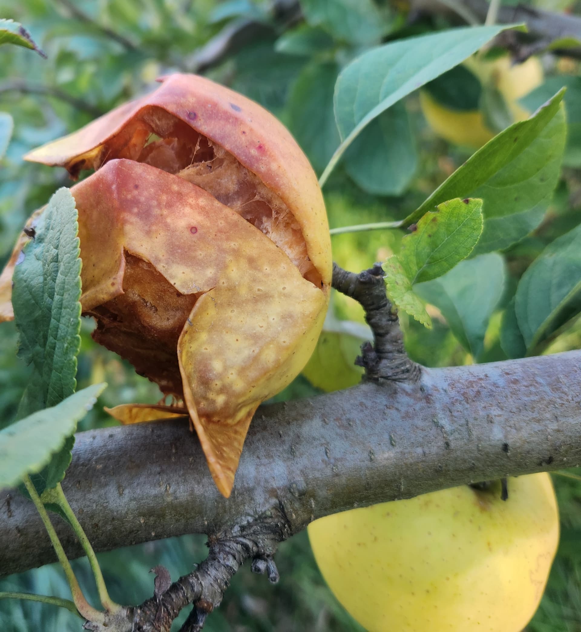 Winter Banana apple problem - General Fruit Growing - Growing Fruit