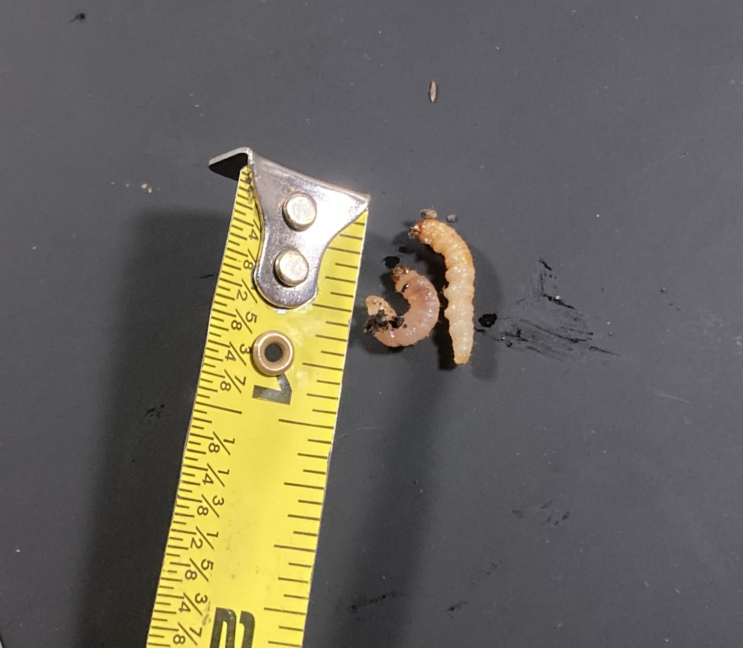 Peach tree borer this late? Pics - General Fruit Growing - Growing Fruit