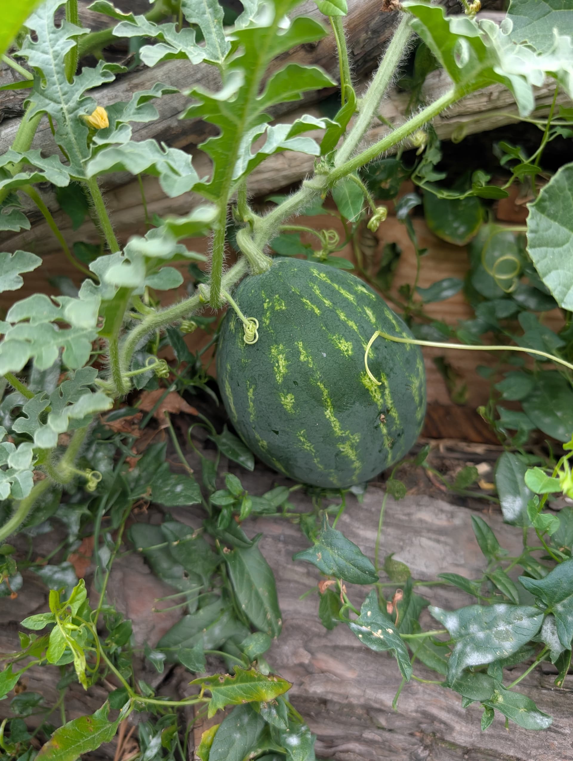 Melon/Watermelon 2025 - Page 7 - General Fruit Growing - Growing Fruit