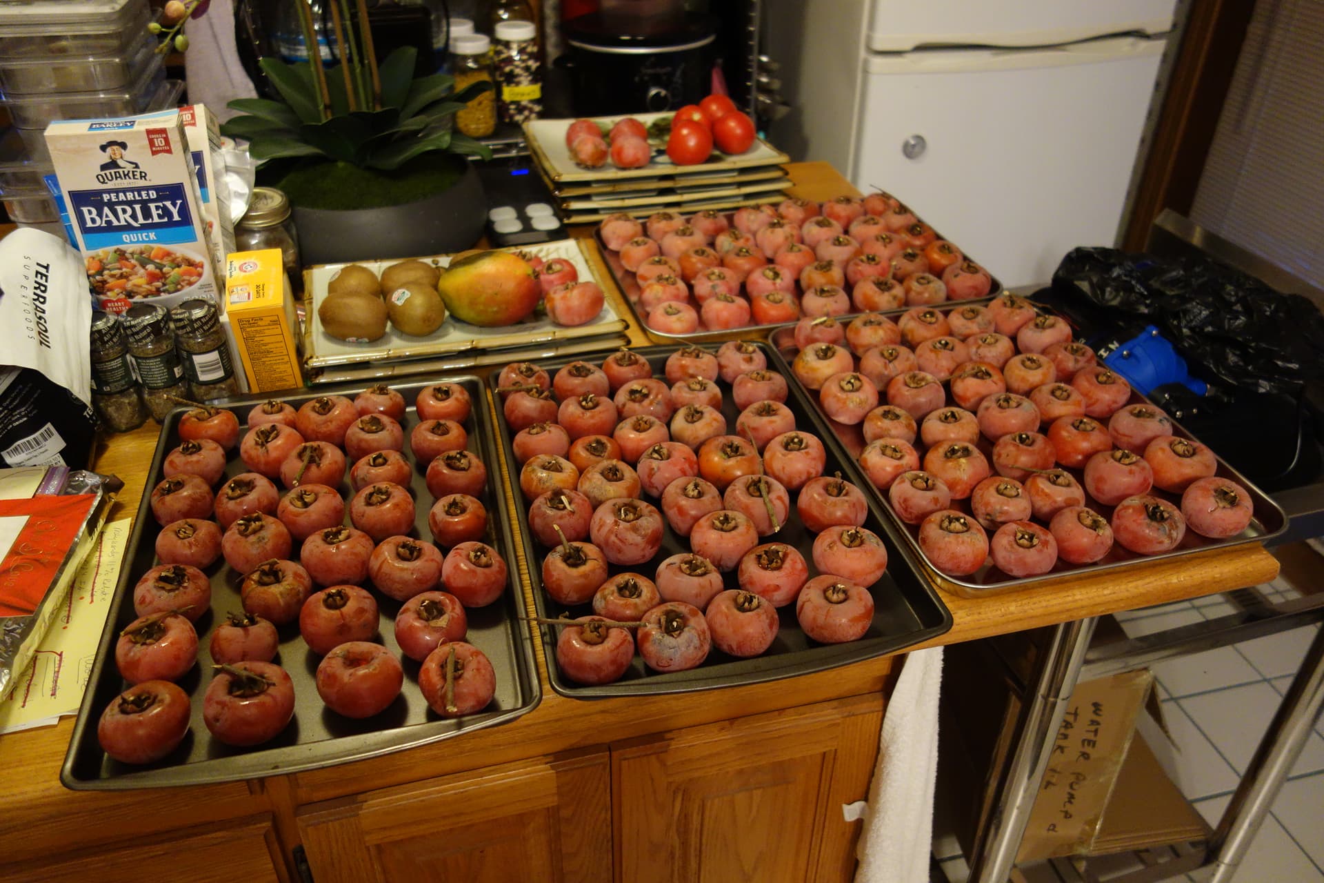 Nikita's Gift produces too many persimmons! - General Fruit Growing ...