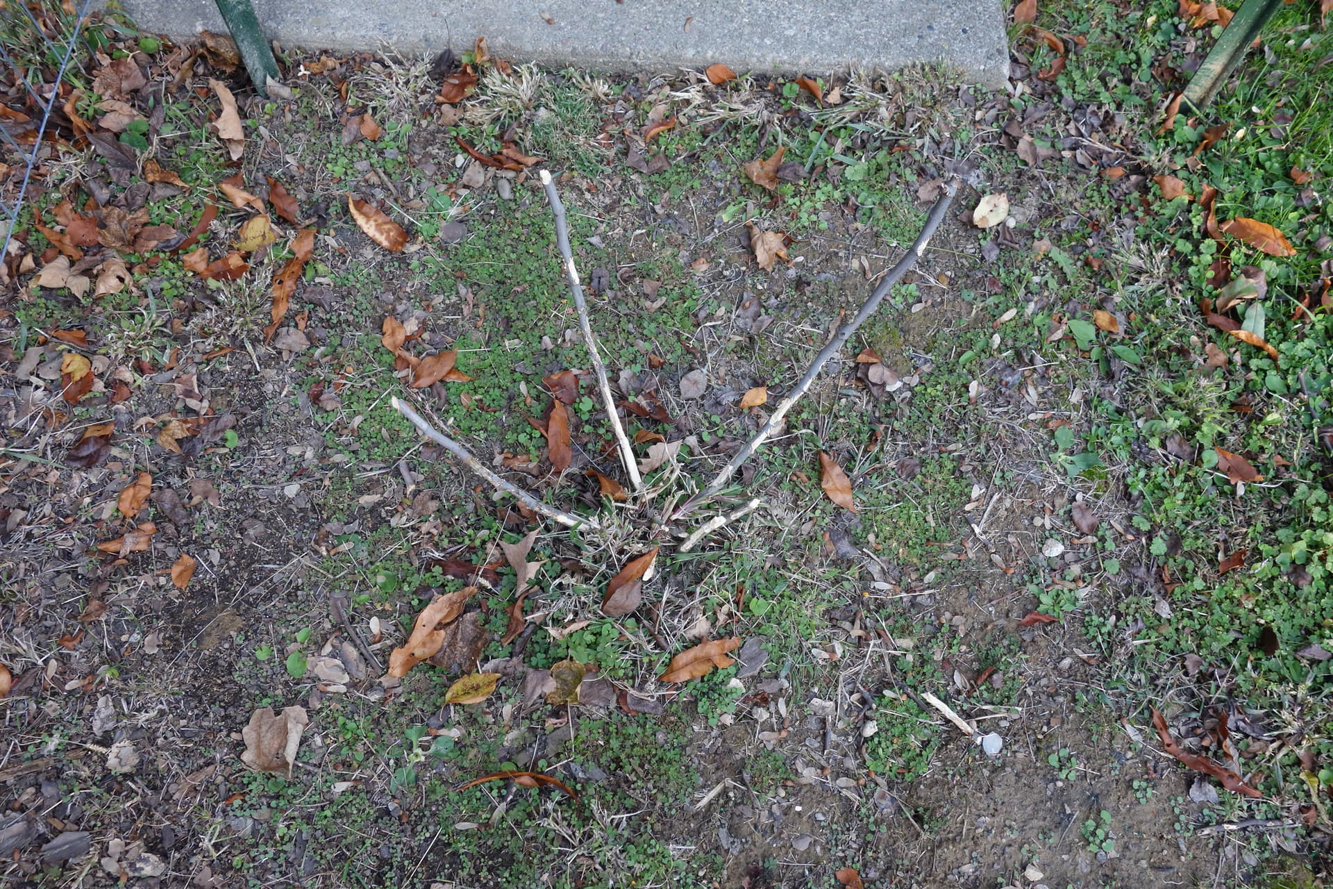 I got 2 figs for the season for 6 in-ground figs trees planted 5.2025 ...