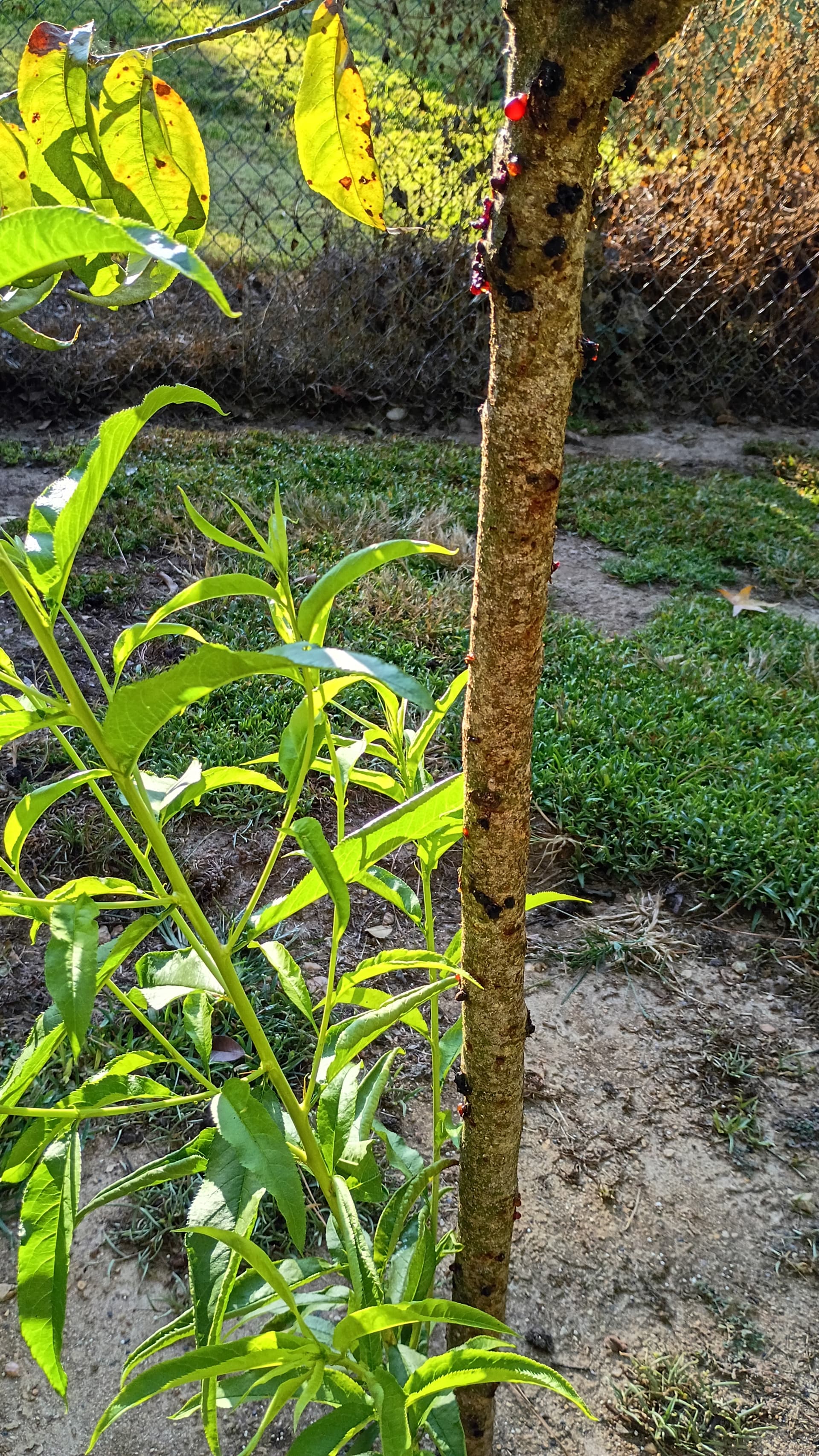 Is this peach tree toast? - General Fruit Growing - Growing Fruit