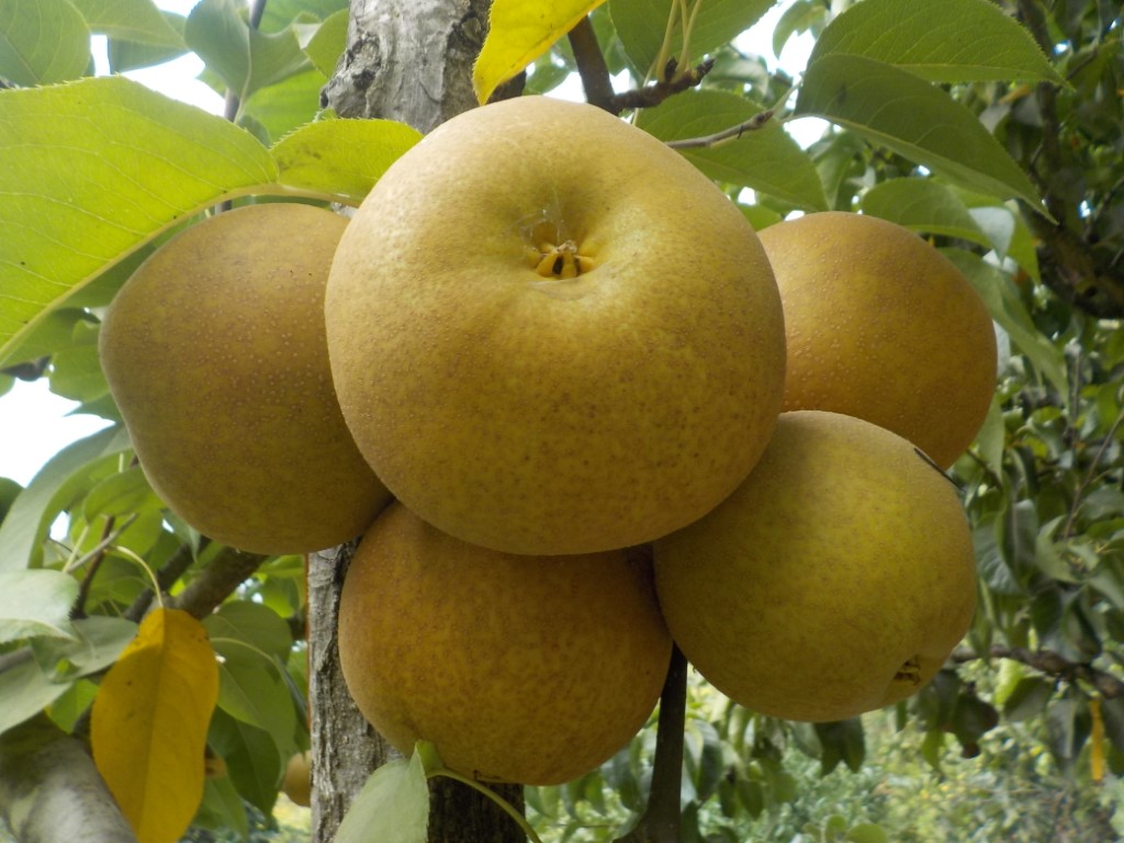 2025 asian pears part 3 - fruitwood nursery - General Fruit Growing ...