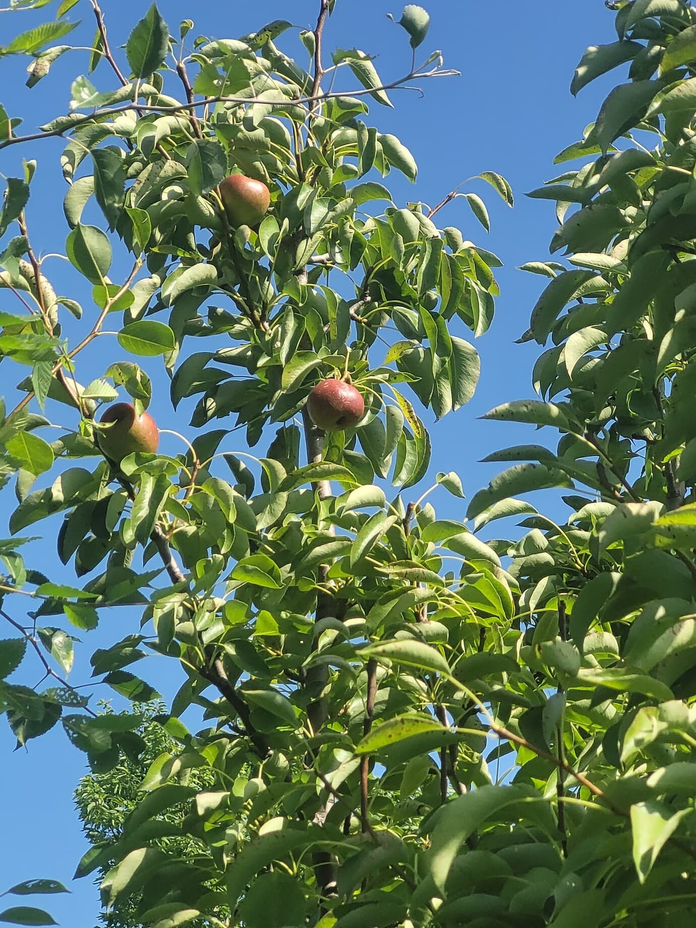 Reddy Robin Asian Pear aka PremP109 - Page 2 - General Fruit Growing ...