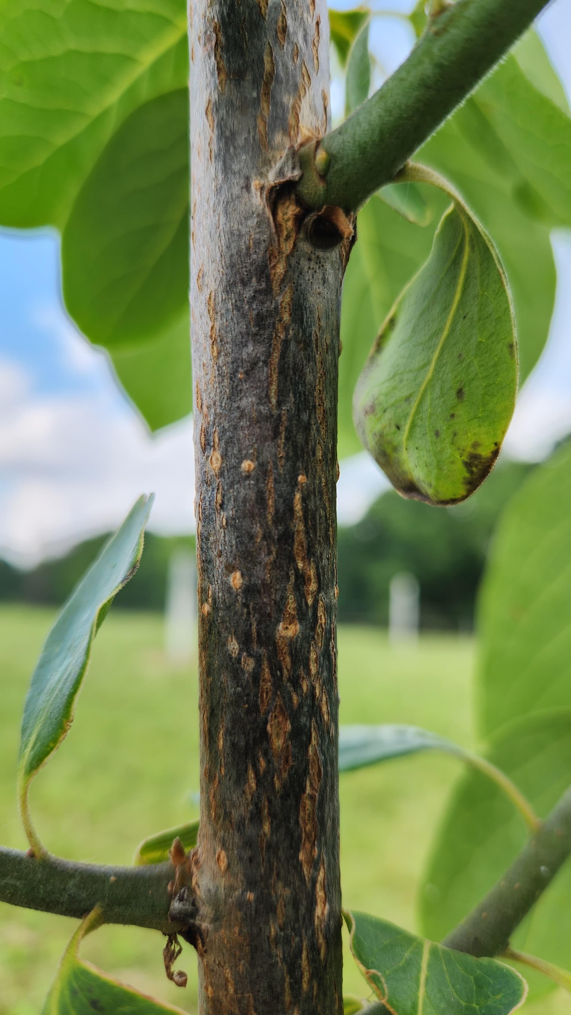 Damage on persimmon trunks and branches - General Fruit Growing ...