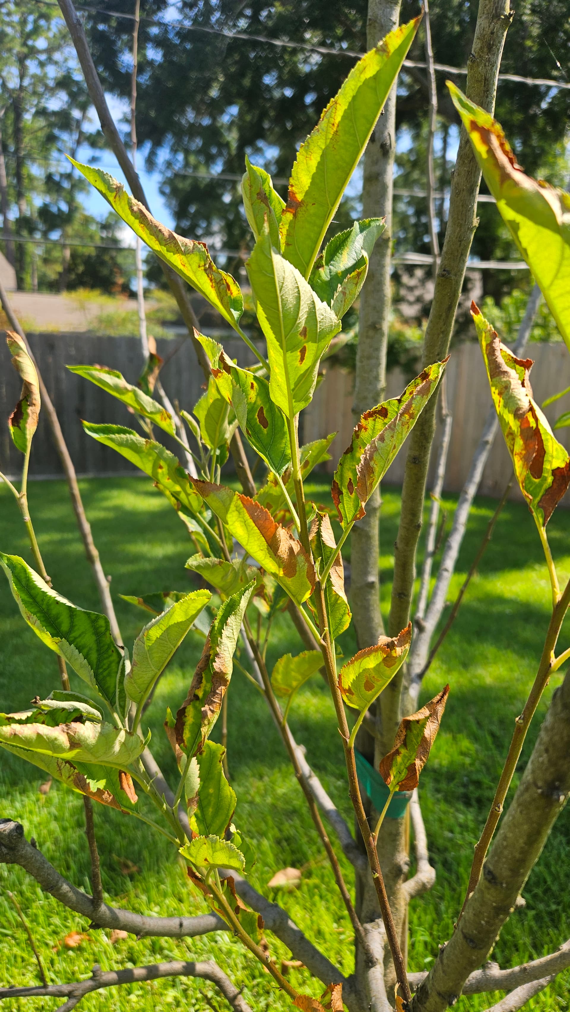 Apple Tree Help (Blight?) - General Fruit Growing - Growing Fruit