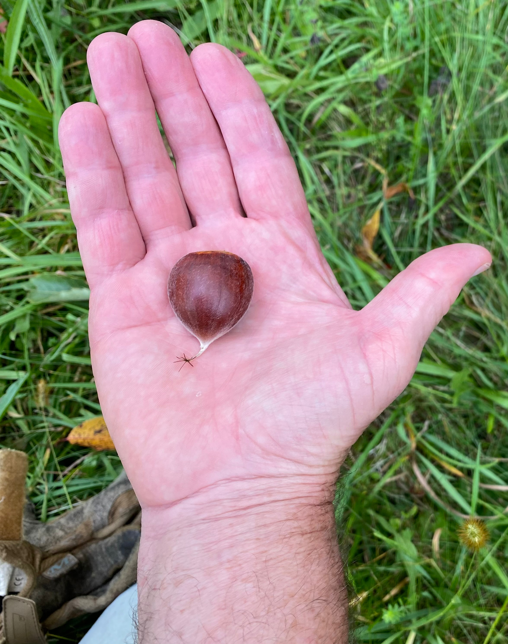 Bouche de Betizac x American Chestnut cross - General Fruit Growing ...
