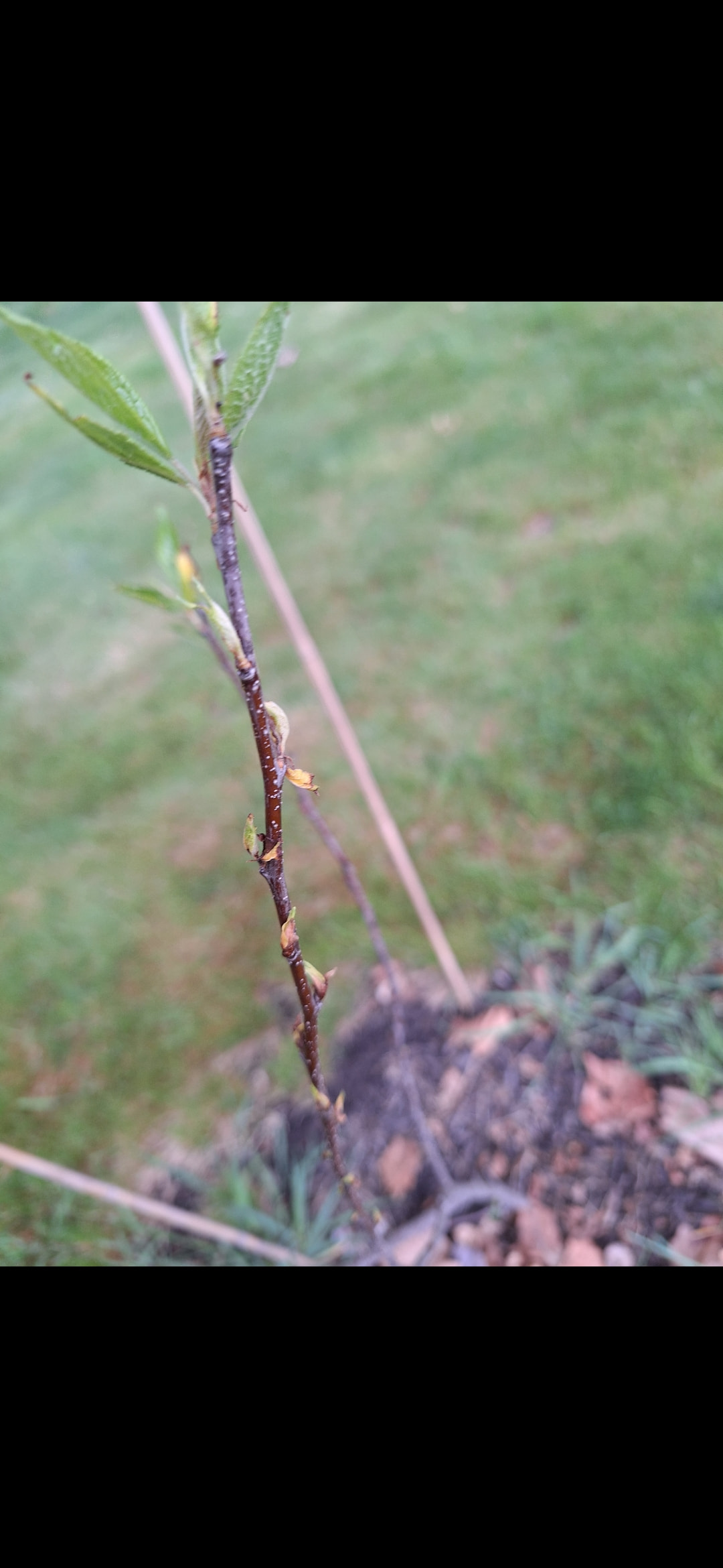 'Pamela' Plum Probably Dying - General Fruit Growing - Growing Fruit