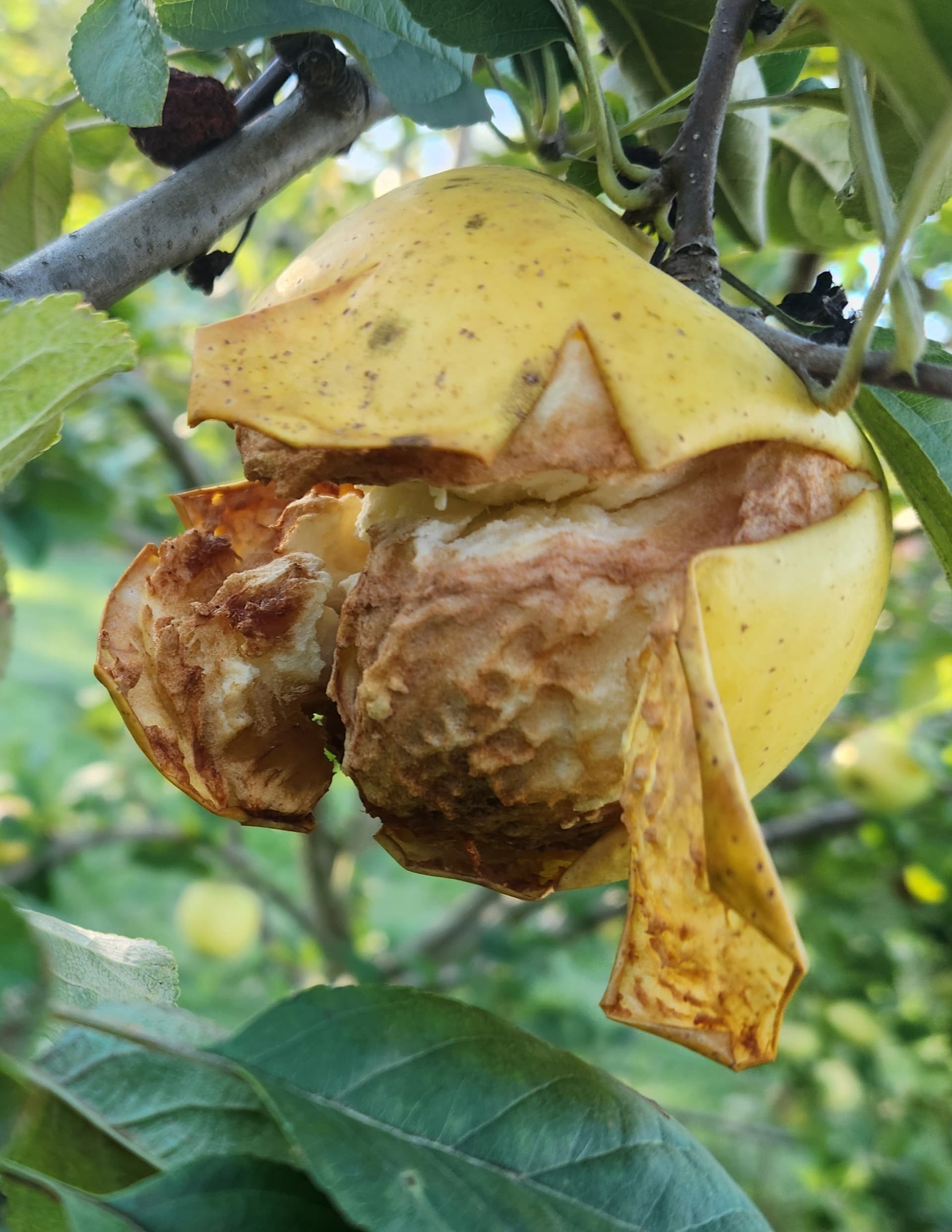 Winter Banana apple problem - General Fruit Growing - Growing Fruit