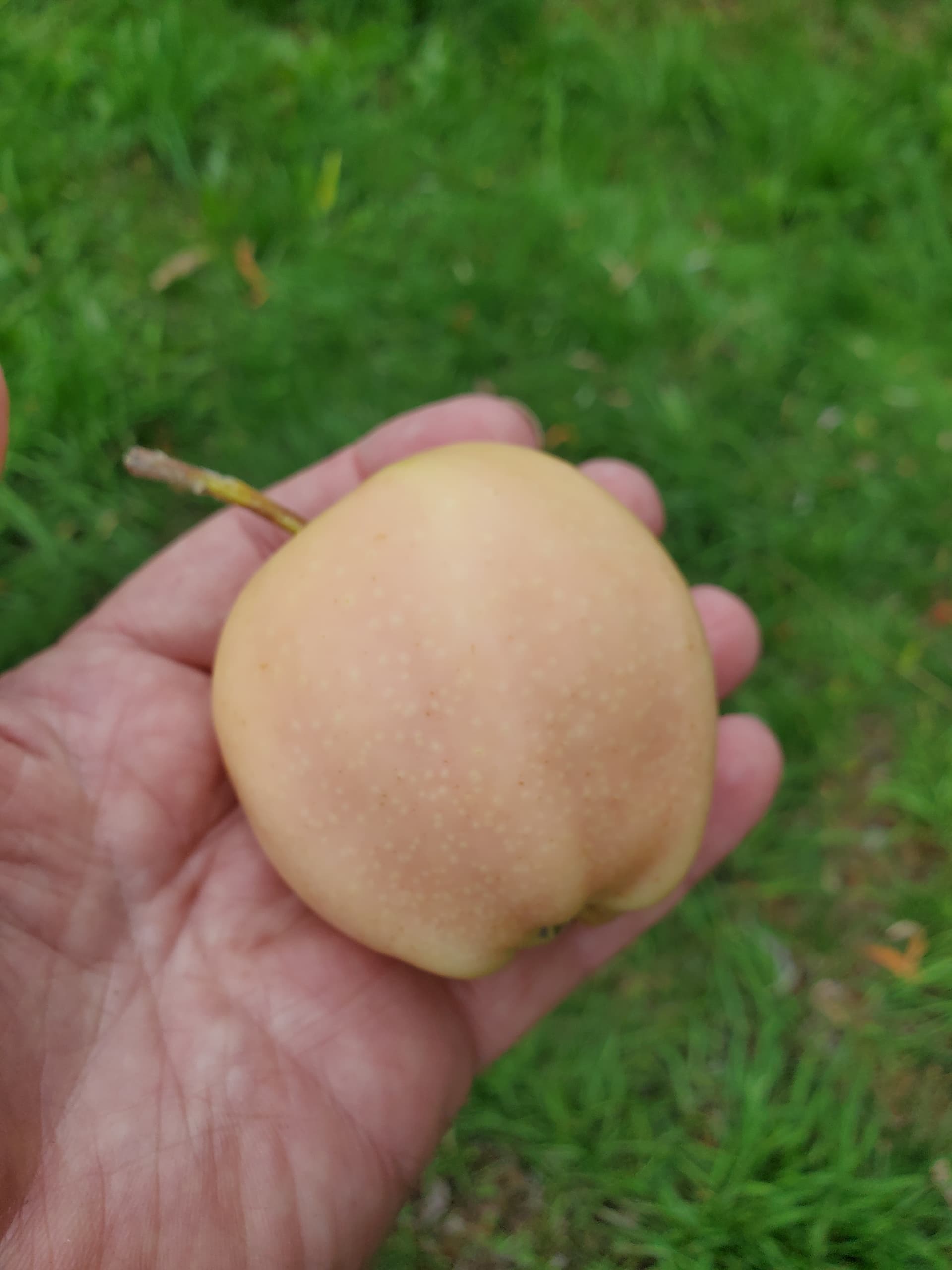 When is a Pink Pearl not a Pink Pearl? - General Fruit Growing ...