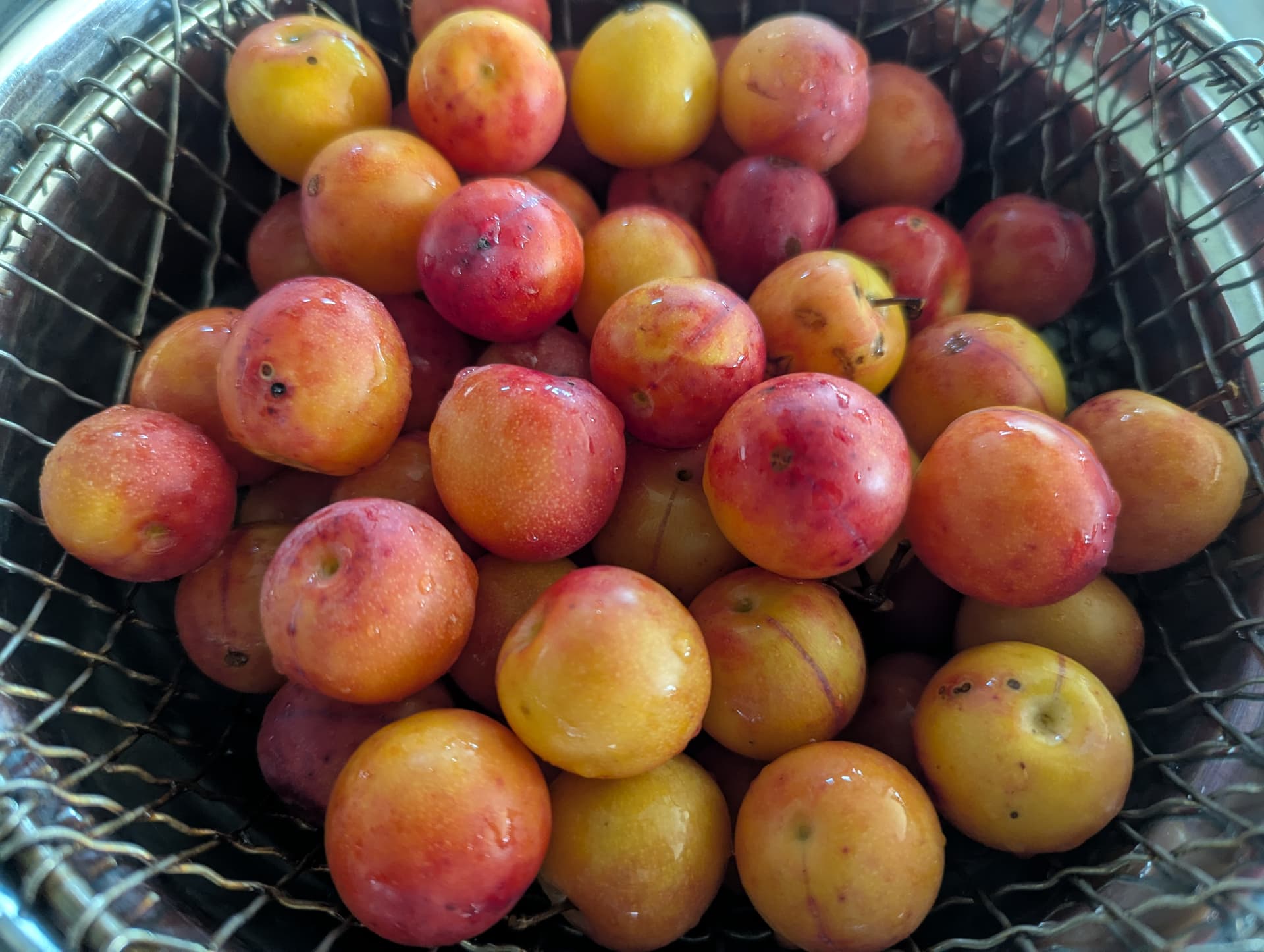 Prunus Americana aka wild plum/goose plum - General Fruit Growing ...