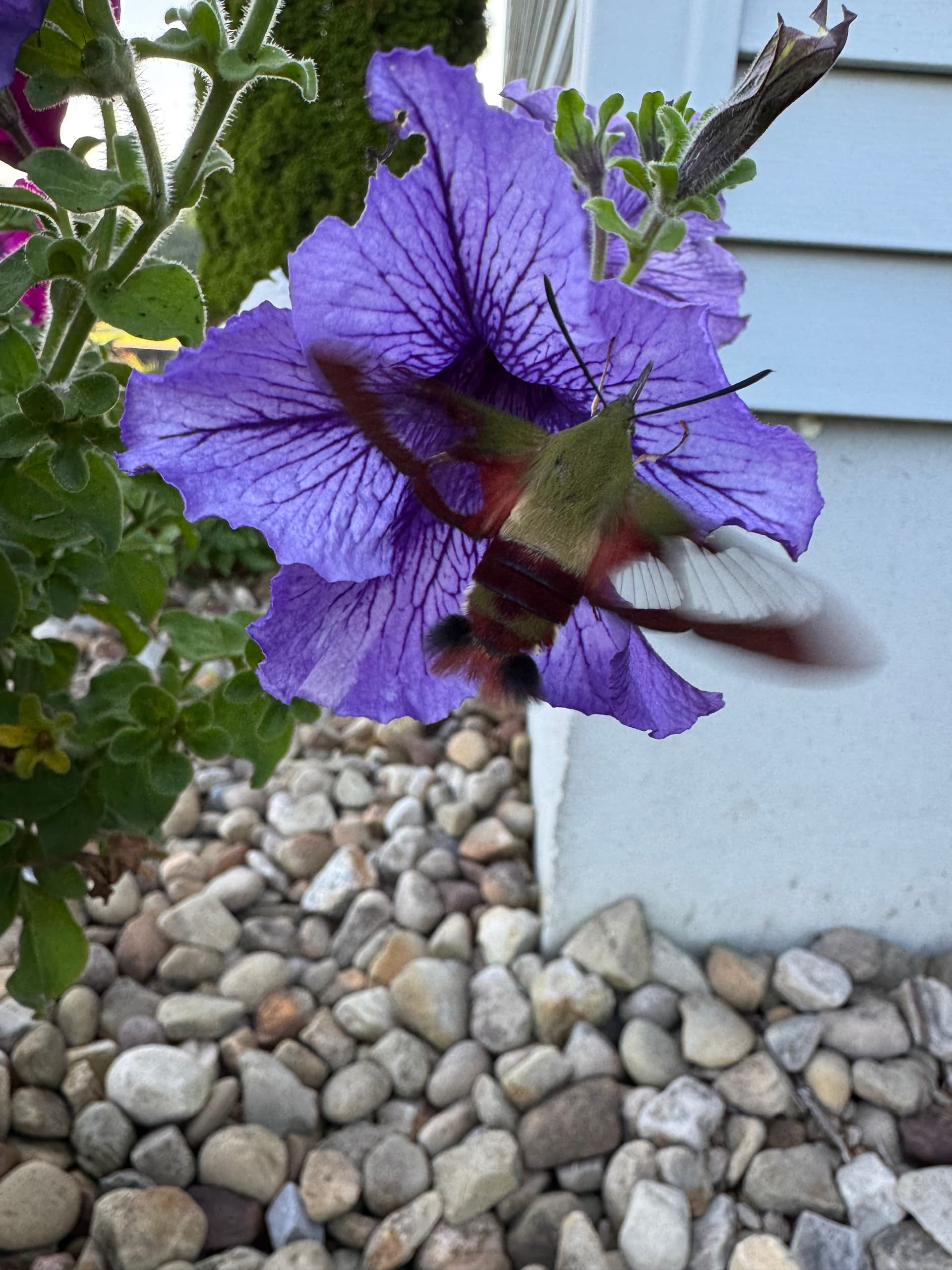 Should I keep Elliot, Duke, and Legacy Blueberries? - General Fruit ...