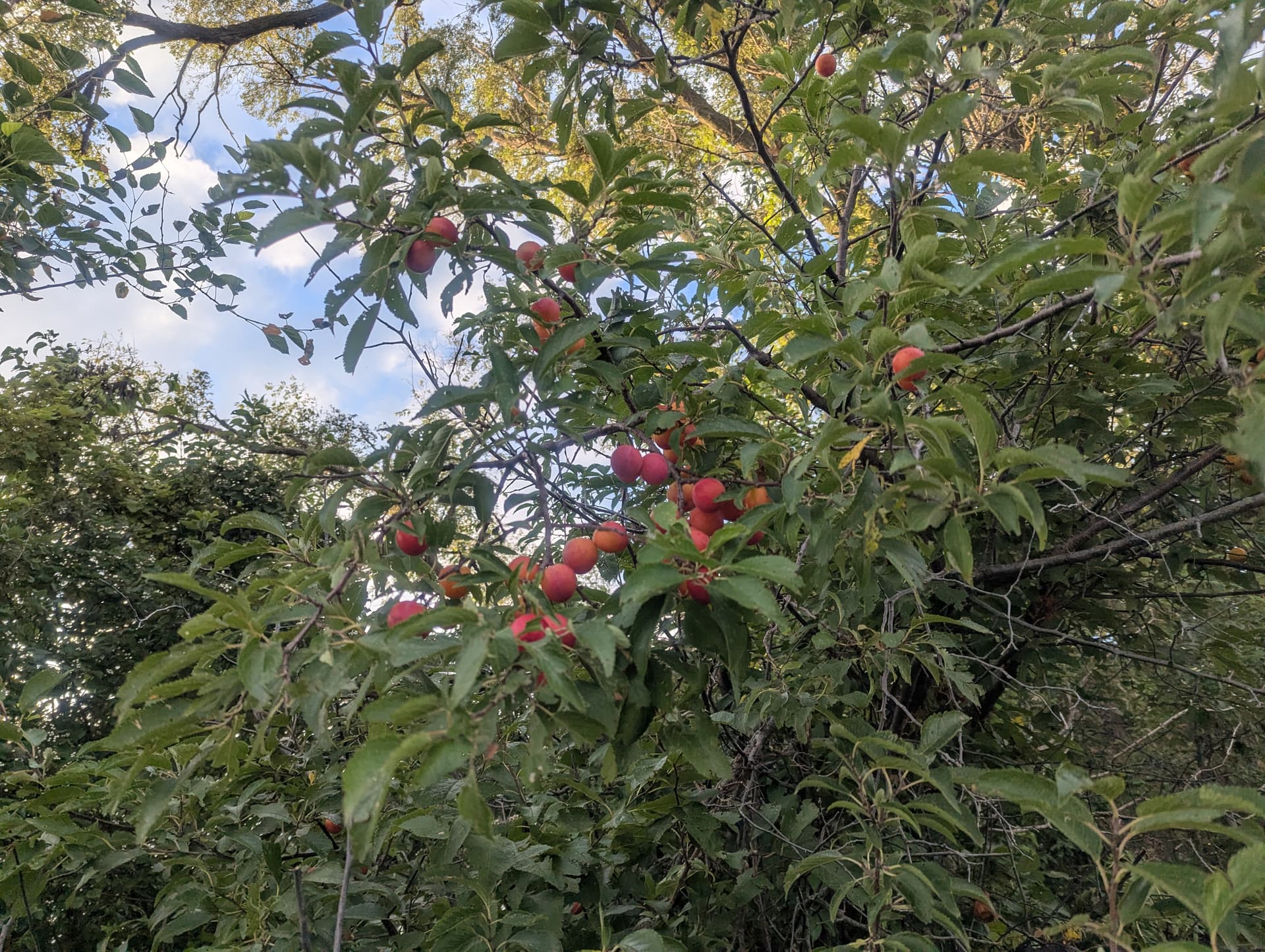 Prunus Americana aka wild plum/goose plum - General Fruit Growing ...