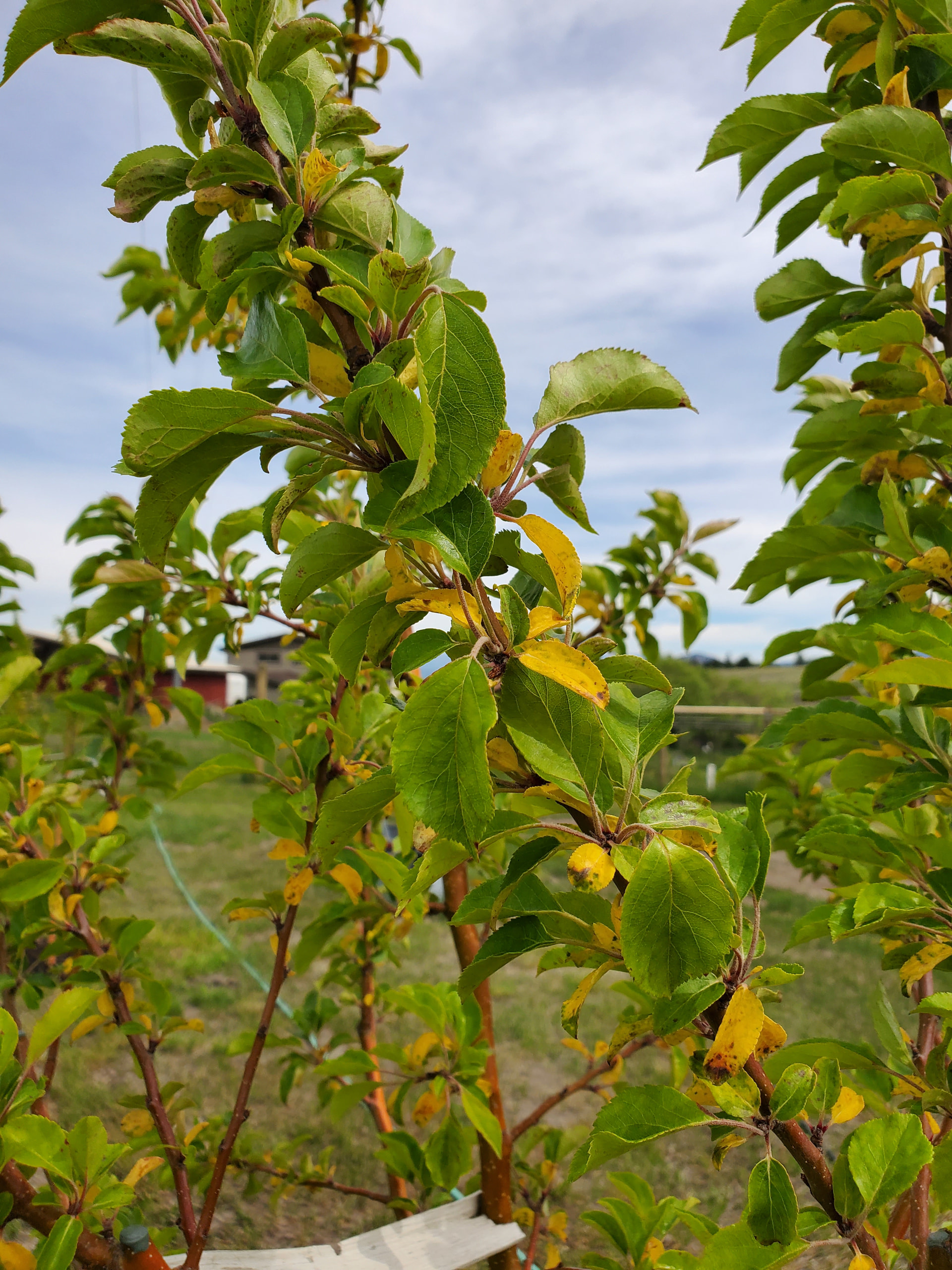 Help diagnosing apple tree disease and cure - General Fruit Growing ...