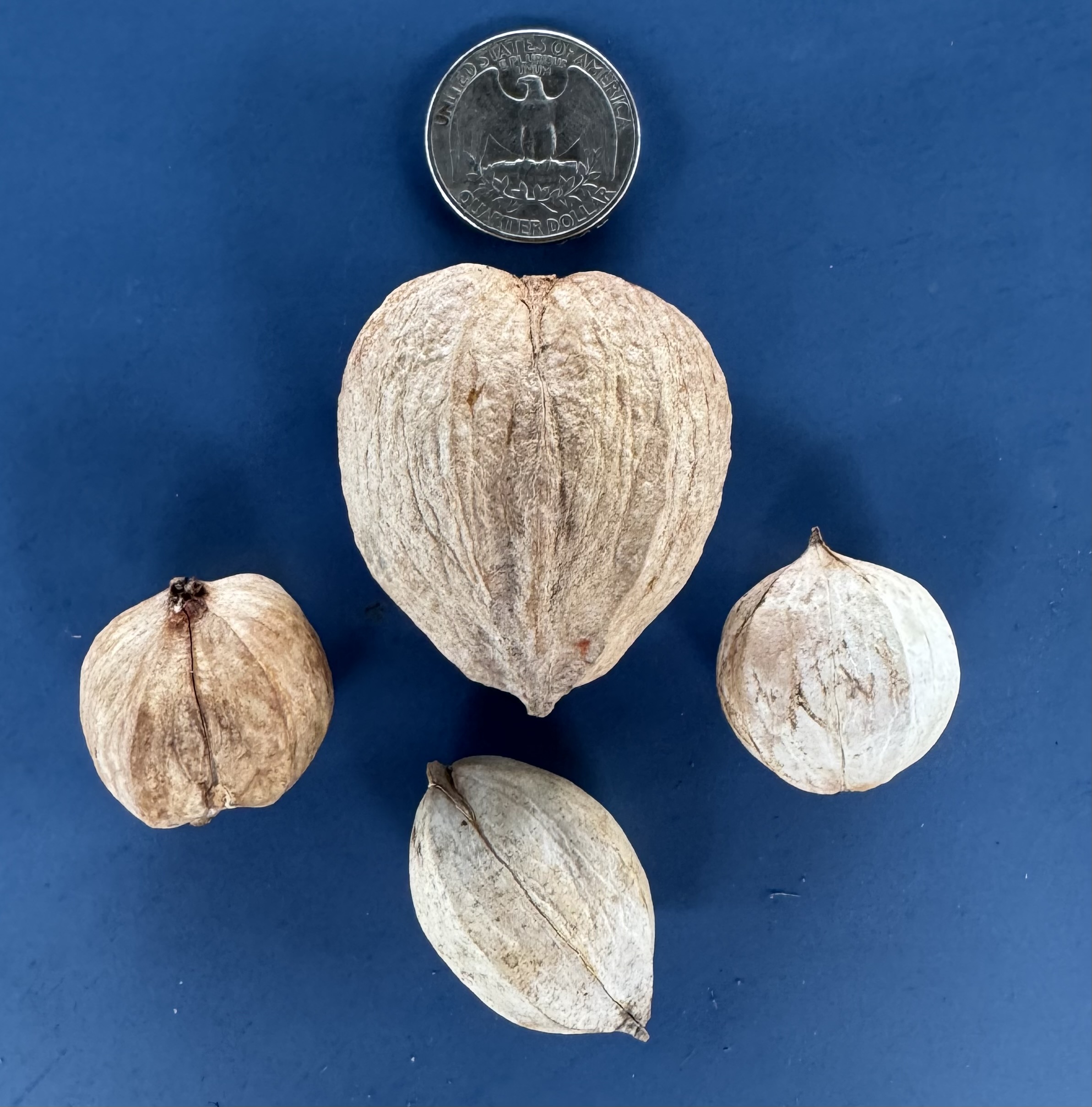 Abnormally large hickory? - General Fruit Growing - Growing Fruit