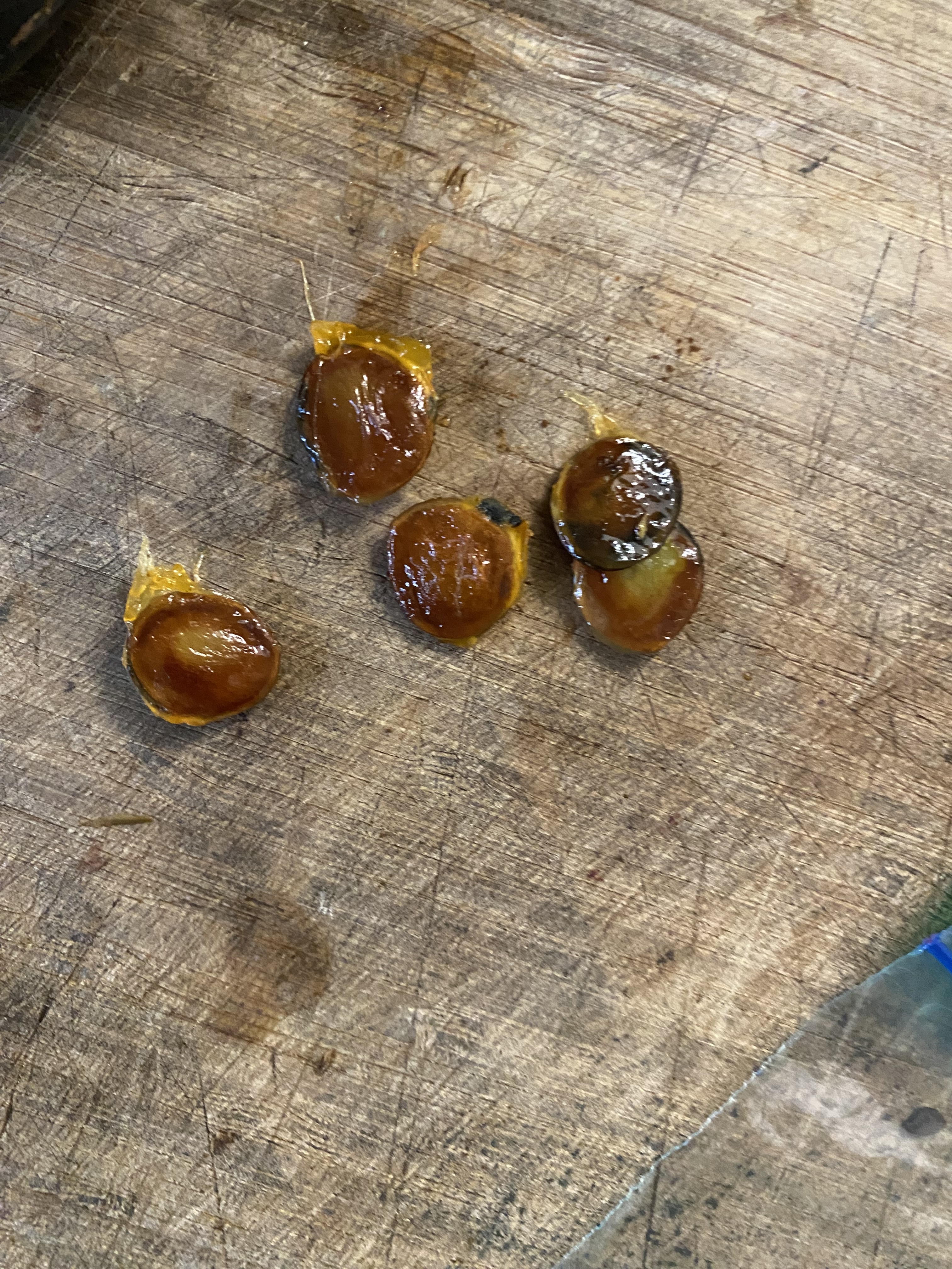 persimmon seeds inside