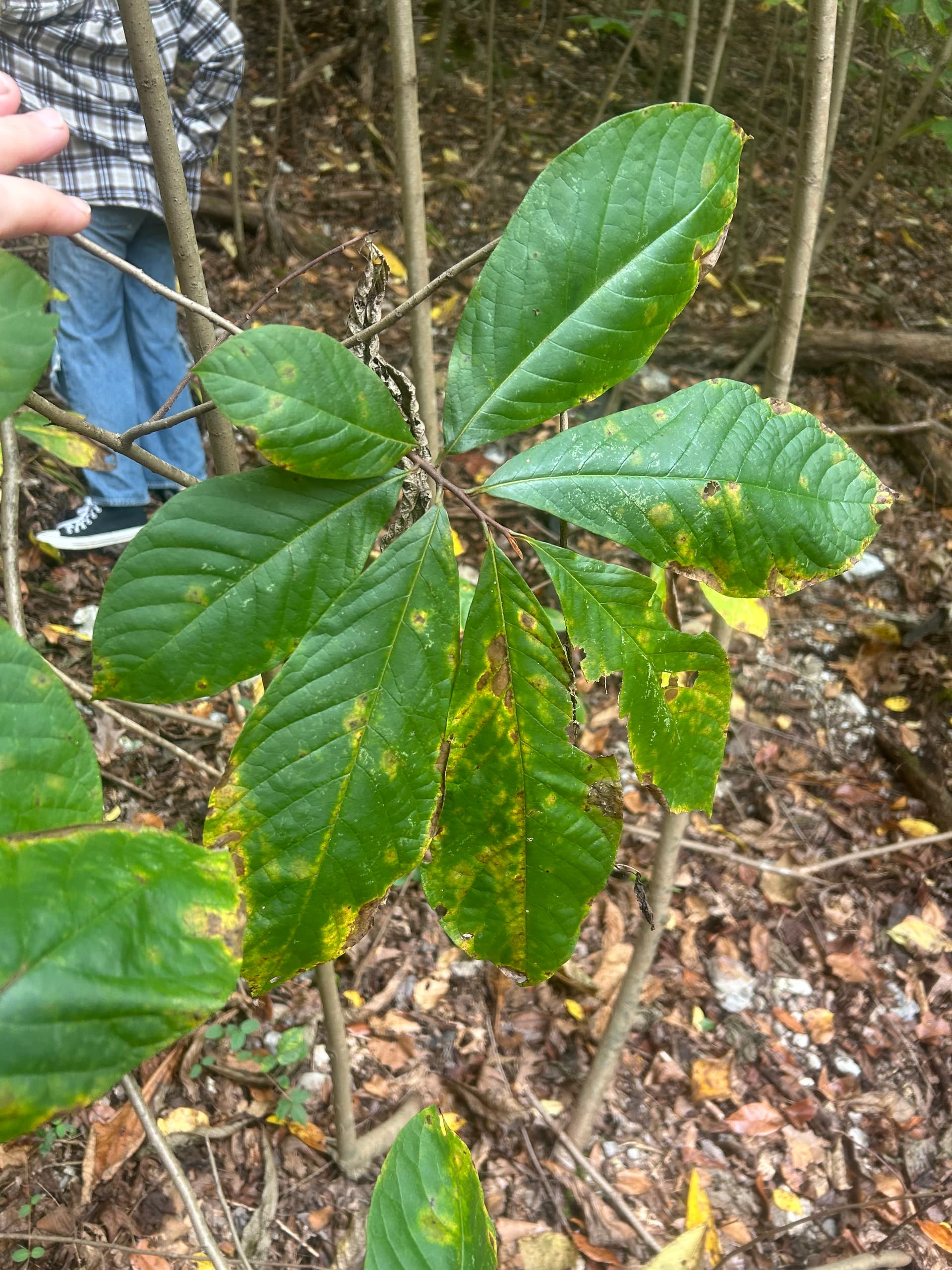 Did I finally find a pawpaw patch? - General Fruit Growing - Growing Fruit