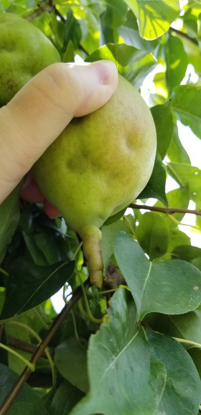 Biscamp Pear - Pollination - General Fruit Growing - Growing Fruit