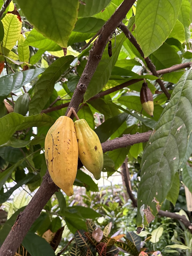 Is it practical to grow mangosteen, cherimoya and sapote in a ...