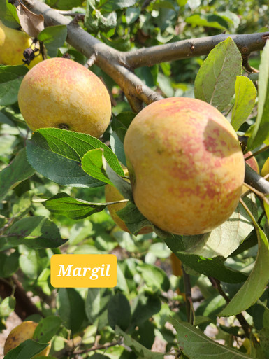 Authentic Margil Apple search - General Fruit Growing - Growing Fruit