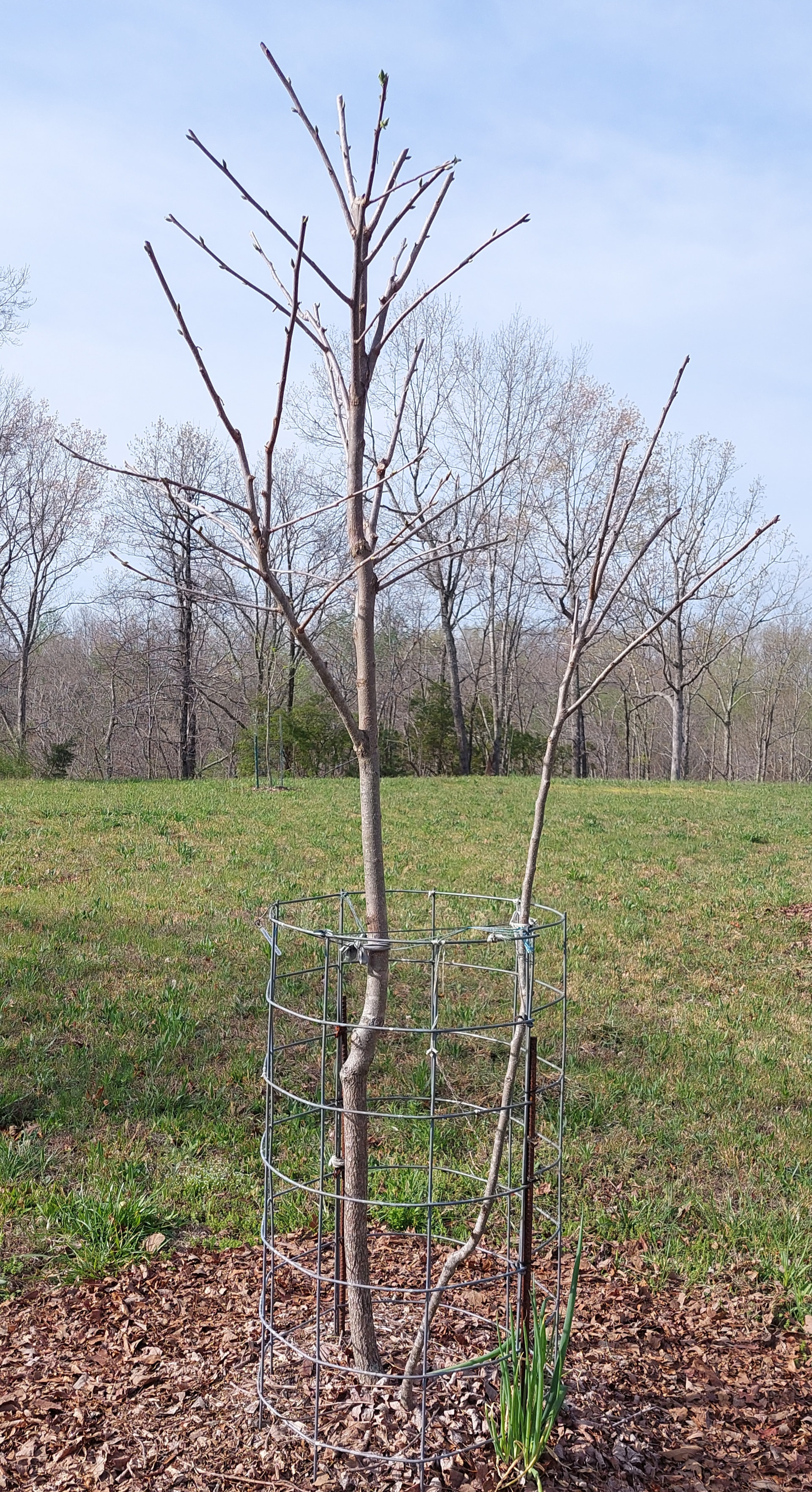 Got any photos of your orchard / trees in the spring? - General Fruit ...