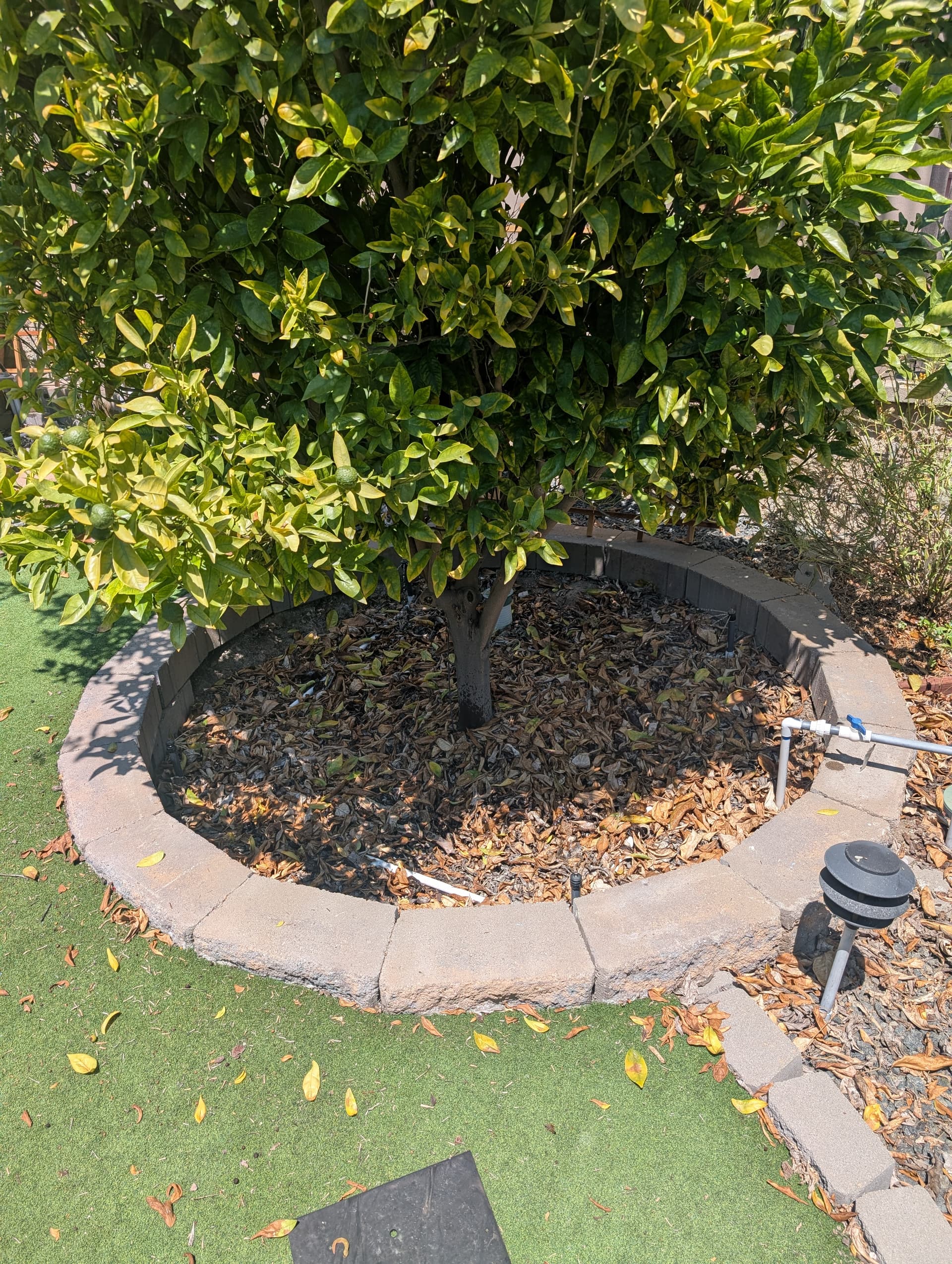 Drip irrigation and various tree watering needs questions for SoCal 10a ...