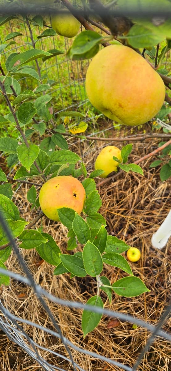Katherine Apple? - General Fruit Growing - Growing Fruit