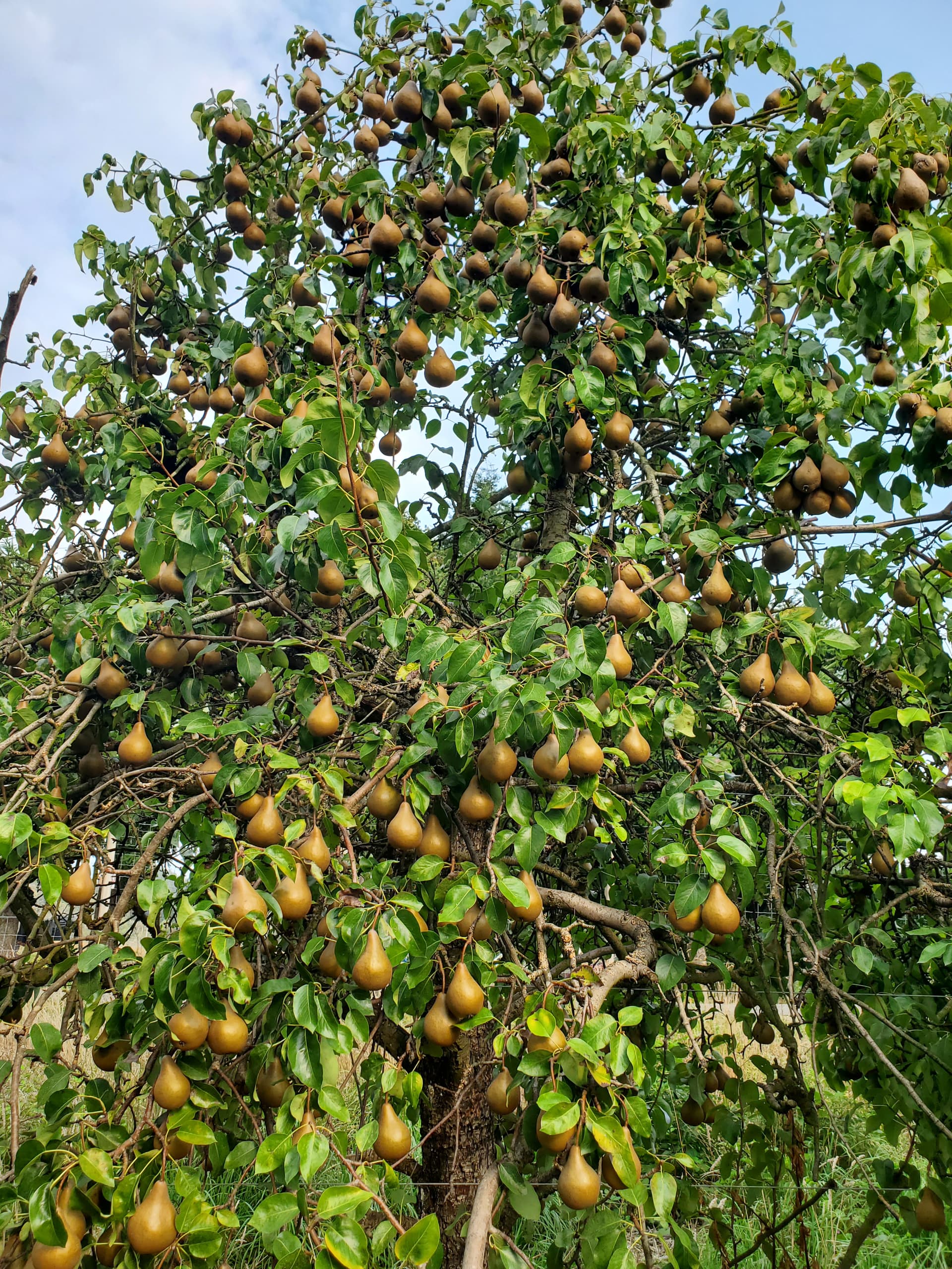 Anyone grow Seckel or Bosc pears? - General Fruit Growing - Growing Fruit