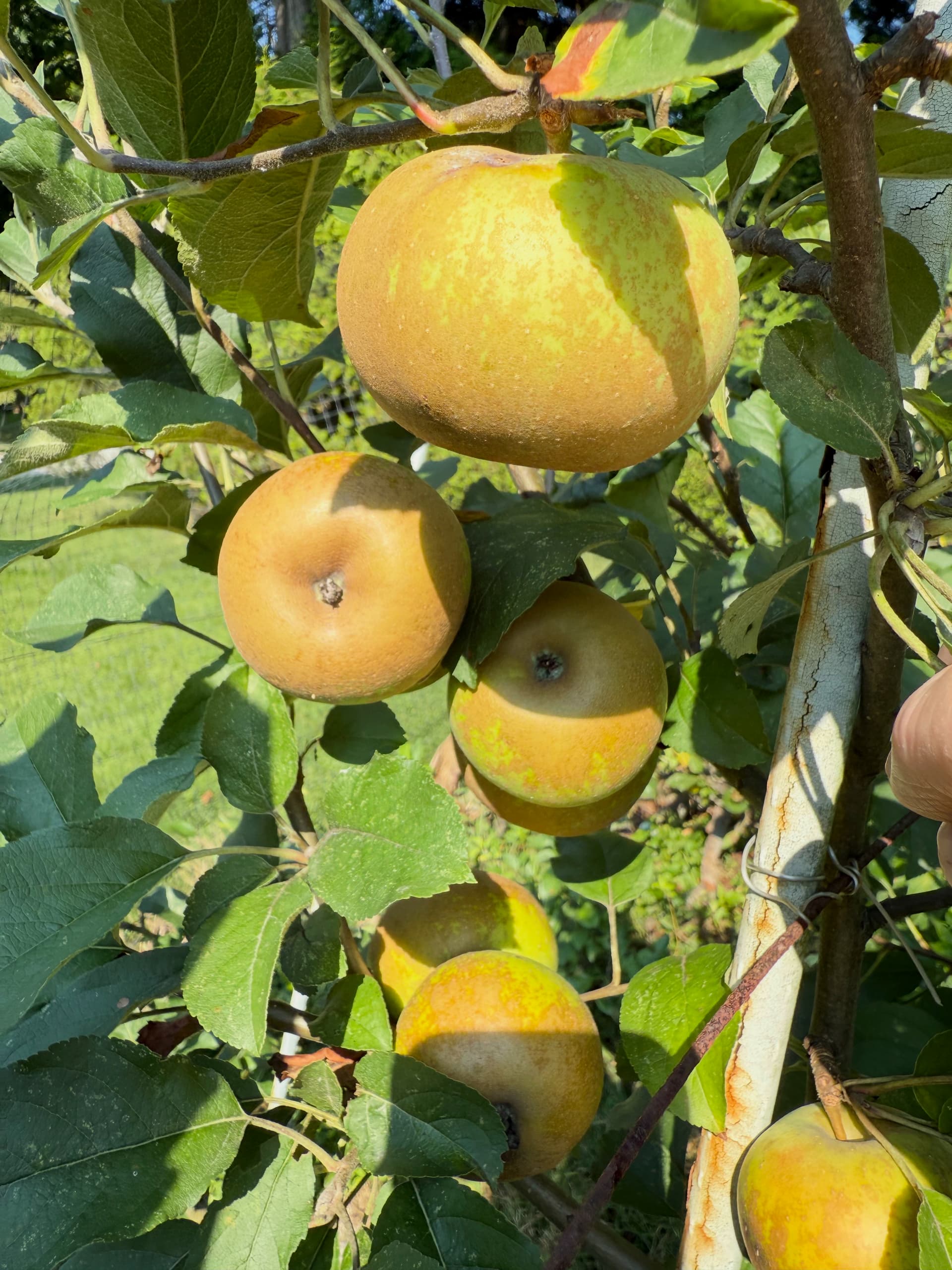 Authentic Margil Apple search - General Fruit Growing - Growing Fruit