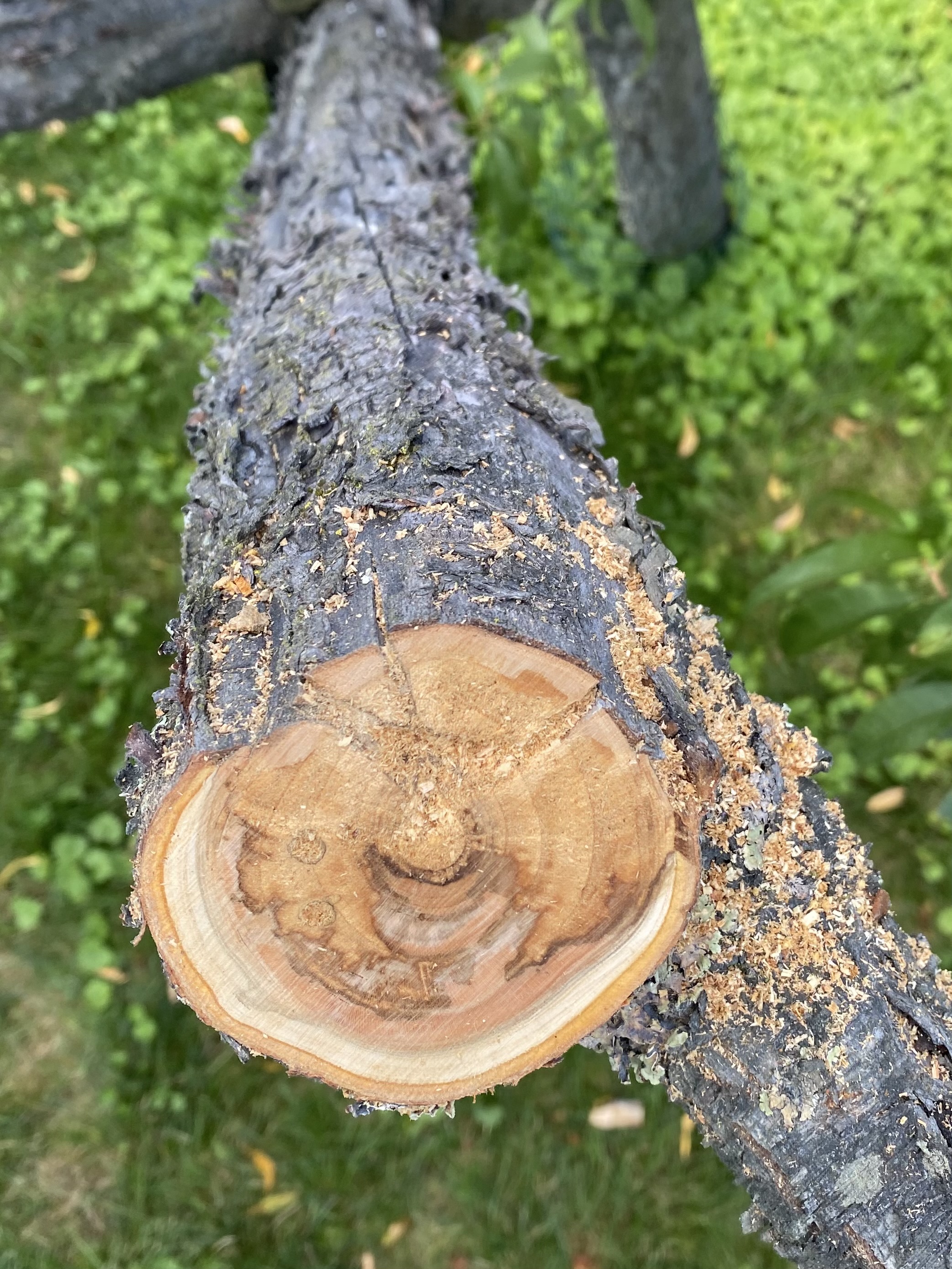 Long-term sunscald damage illustrated - General Fruit Growing - Growing ...