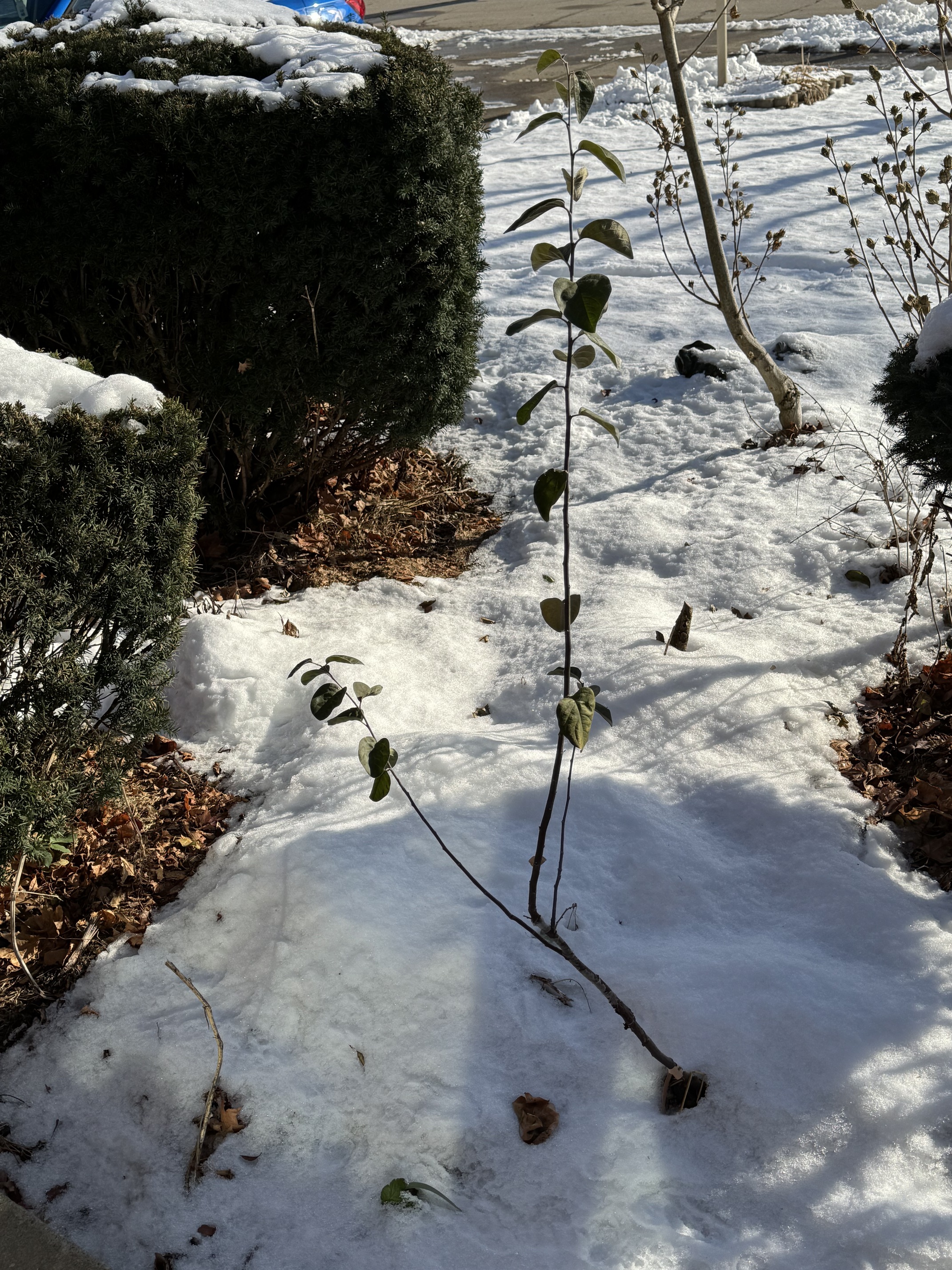 Quince Rootstock .. for Quince - General Fruit Growing - Growing Fruit