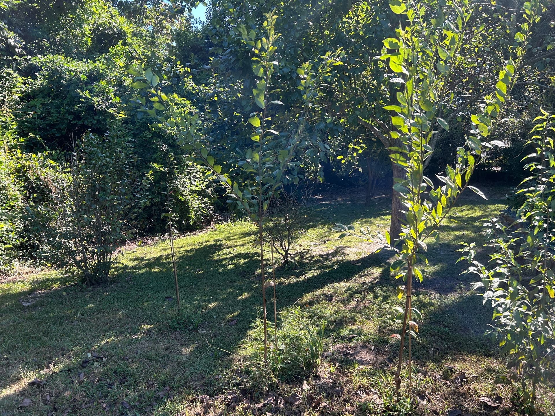 Trialing Gulf Series Plums in S. Georgia - General Fruit Growing ...