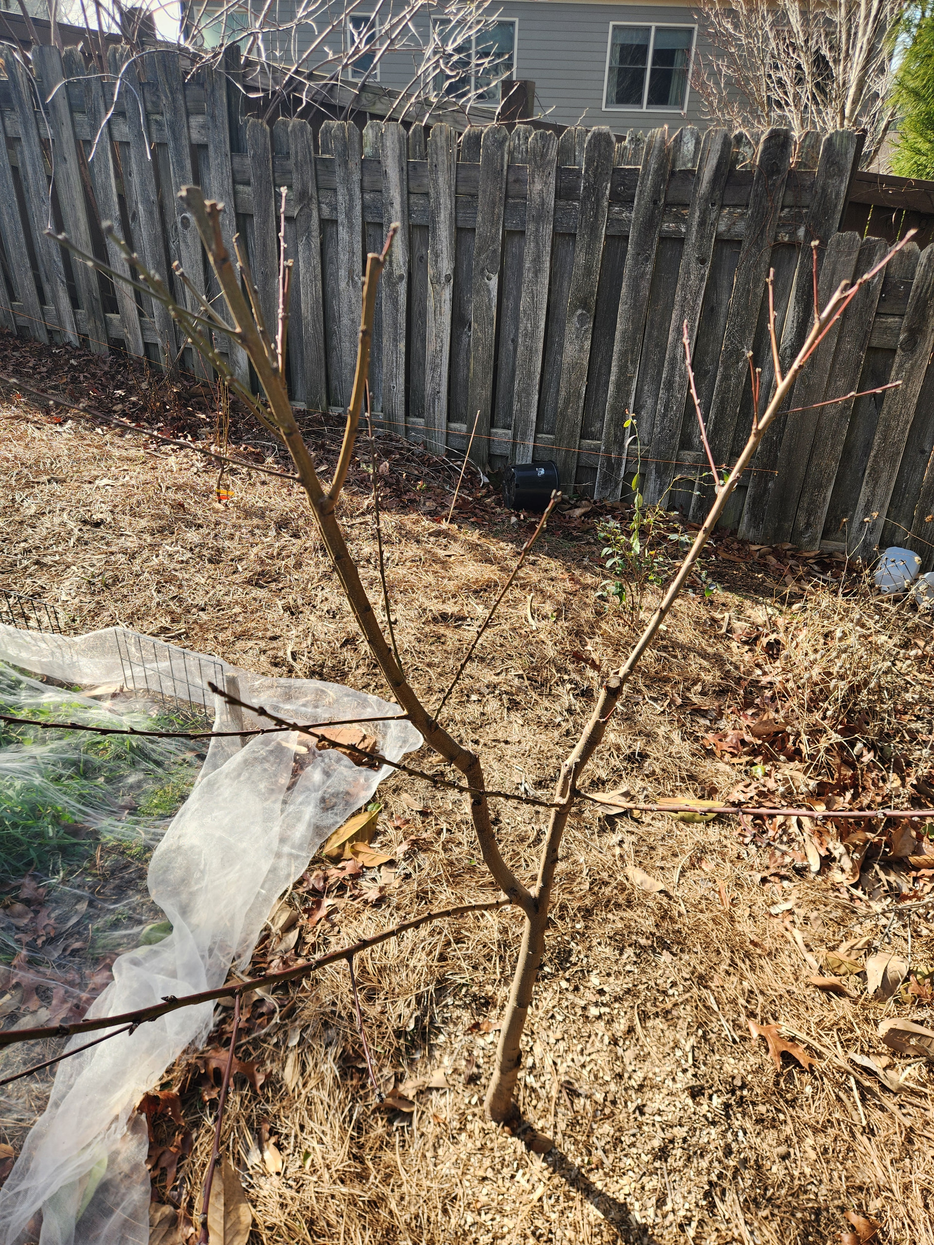 Need Pruning Guidance for Peach in 7b/8a - General Fruit Growing ...