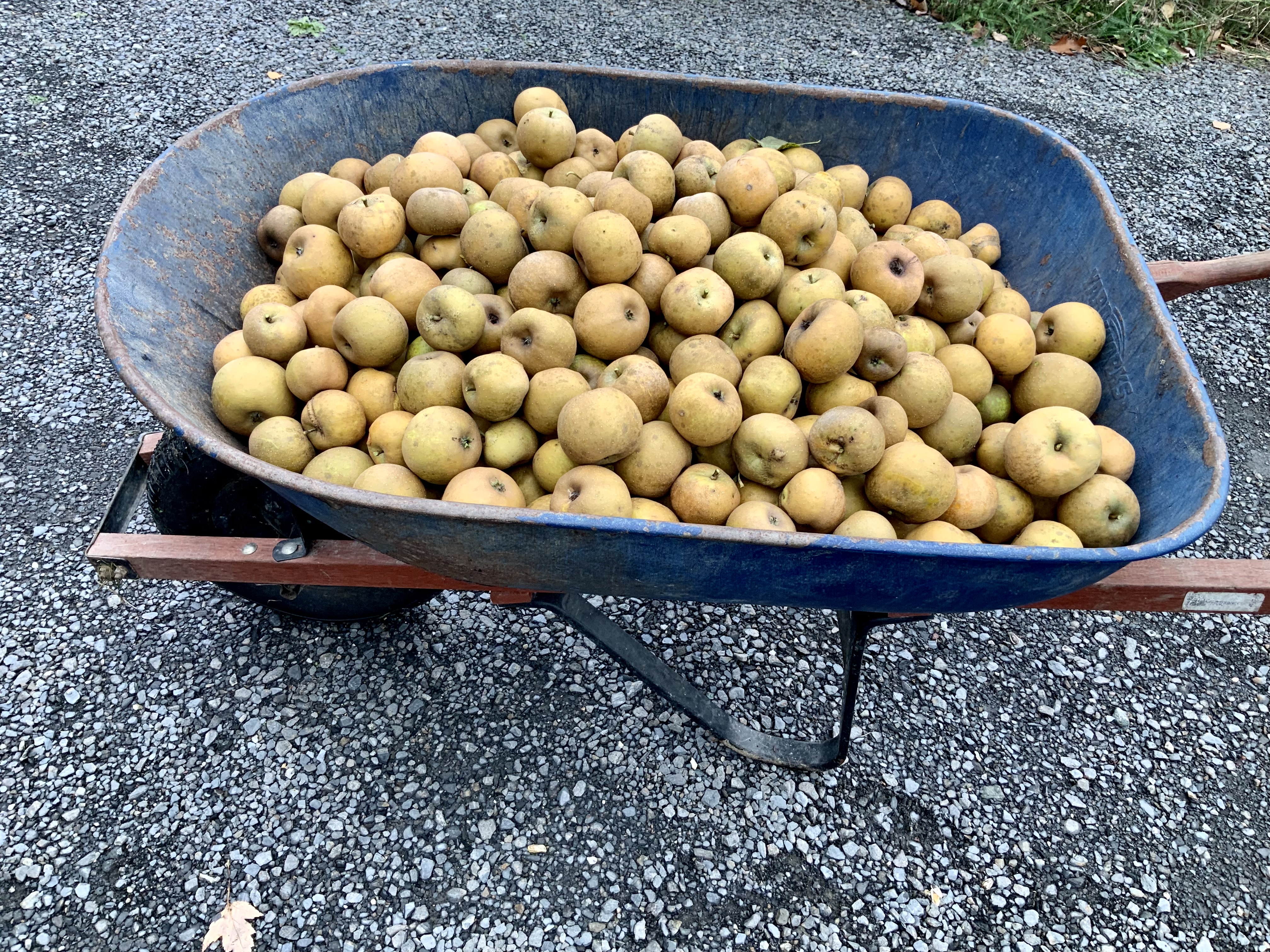 It’s possible to have nice fruits without spraying chemicals even in ...