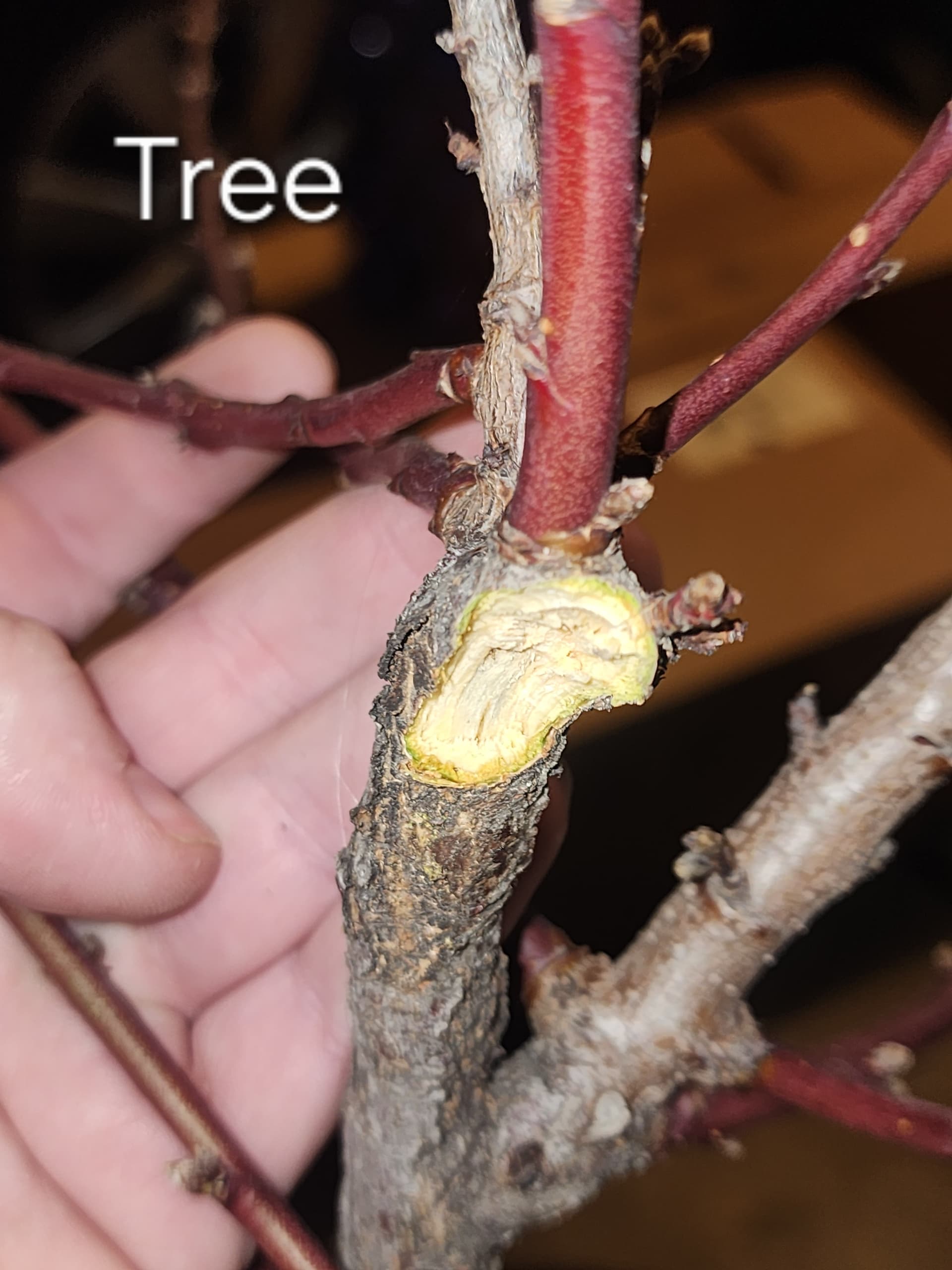Absolutely Gutted - General Fruit Growing - Growing Fruit