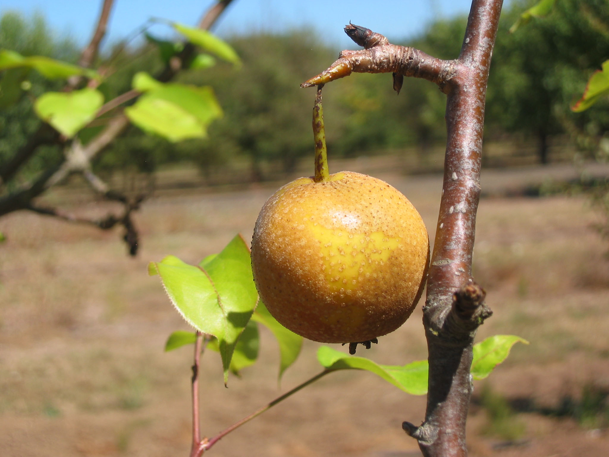 'Huang Hsiang Sui Li' asian pear - General Fruit Growing - Growing Fruit