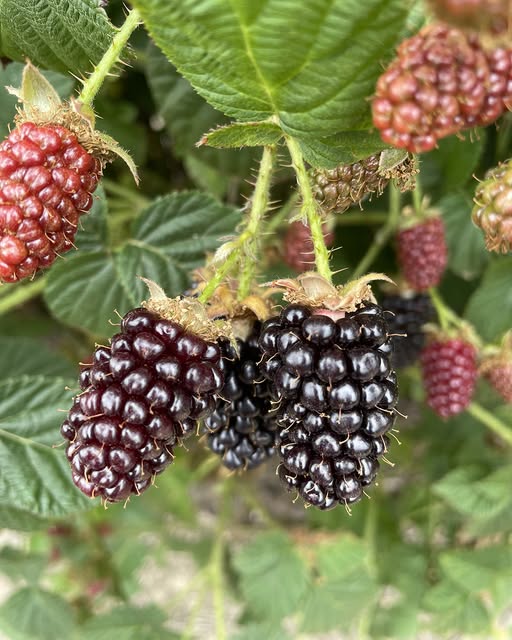 Ripeness and Processing of Blackberries - General Fruit Growing ...