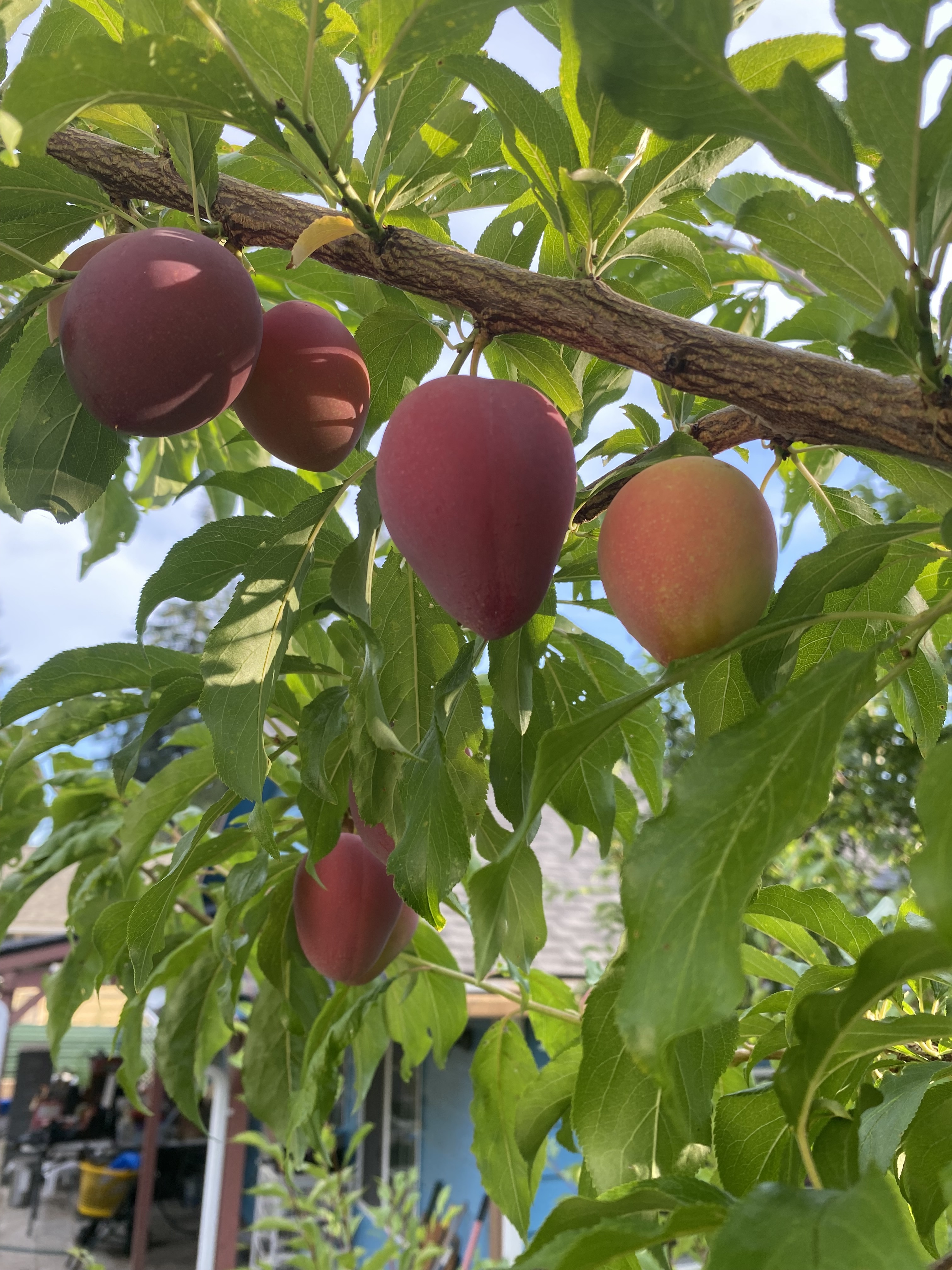 Sweet Treat Pluerry - General Fruit Growing - Growing Fruit