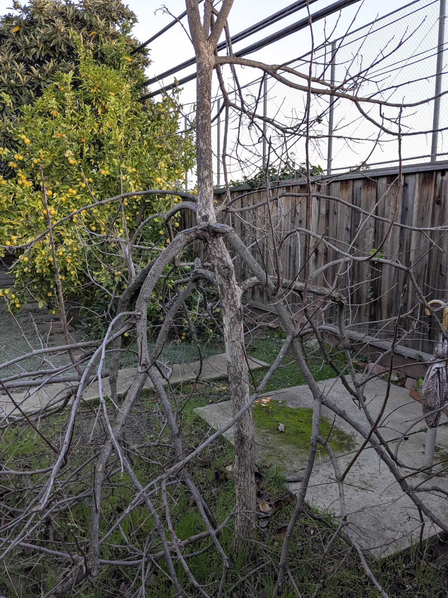 Persimmon tree pruning help - General Fruit Growing - Growing Fruit
