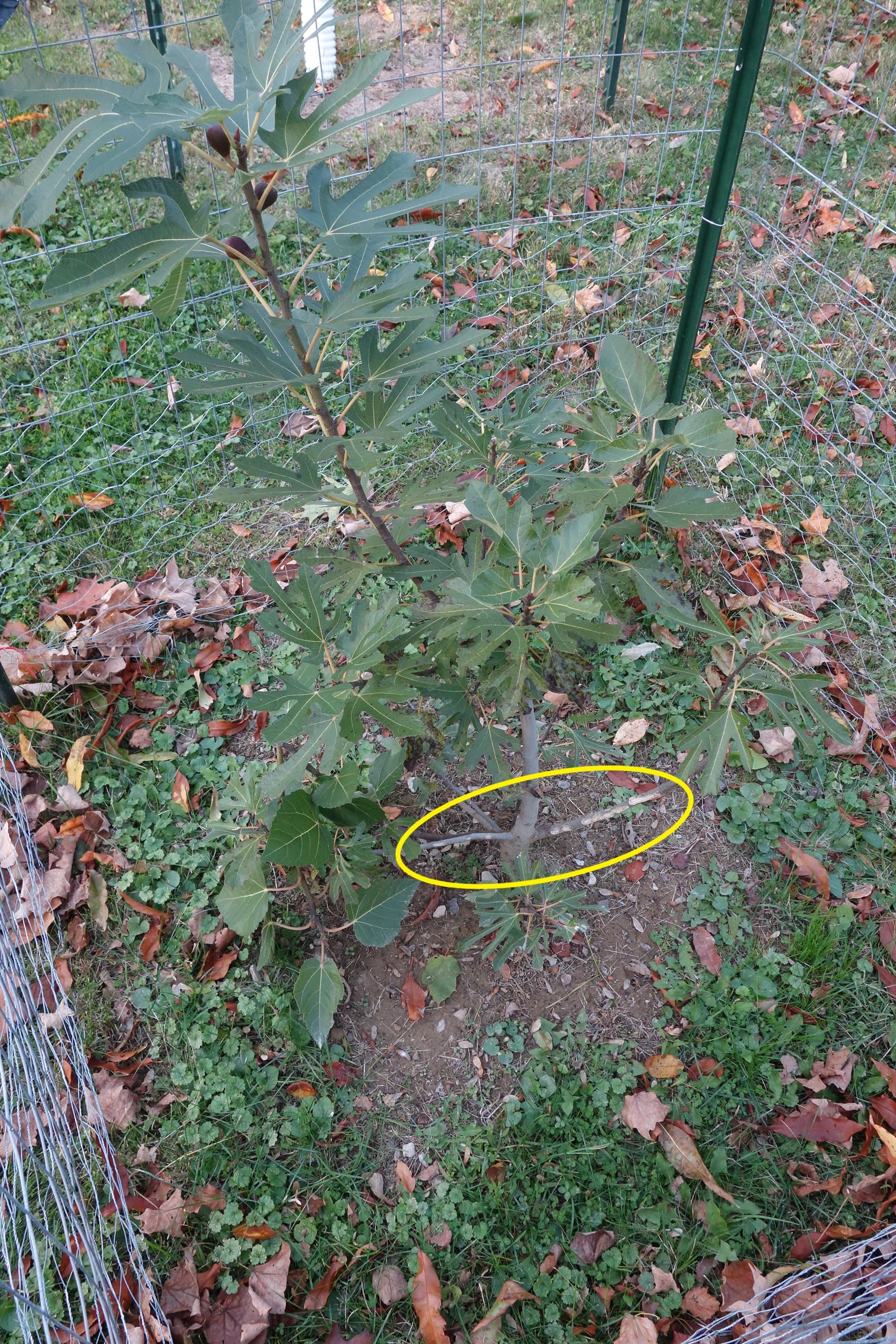 I got 2 figs for the season for 6 in-ground figs trees planted 5.2025 ...