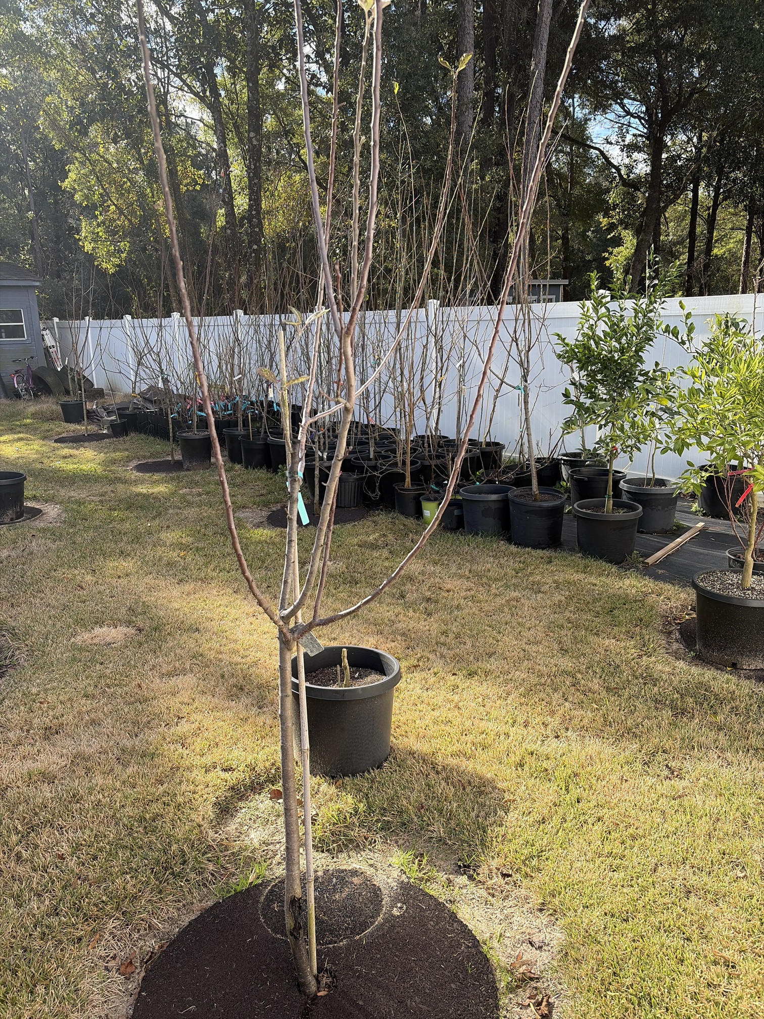 Apple tree disease ID - General Fruit Growing - Growing Fruit