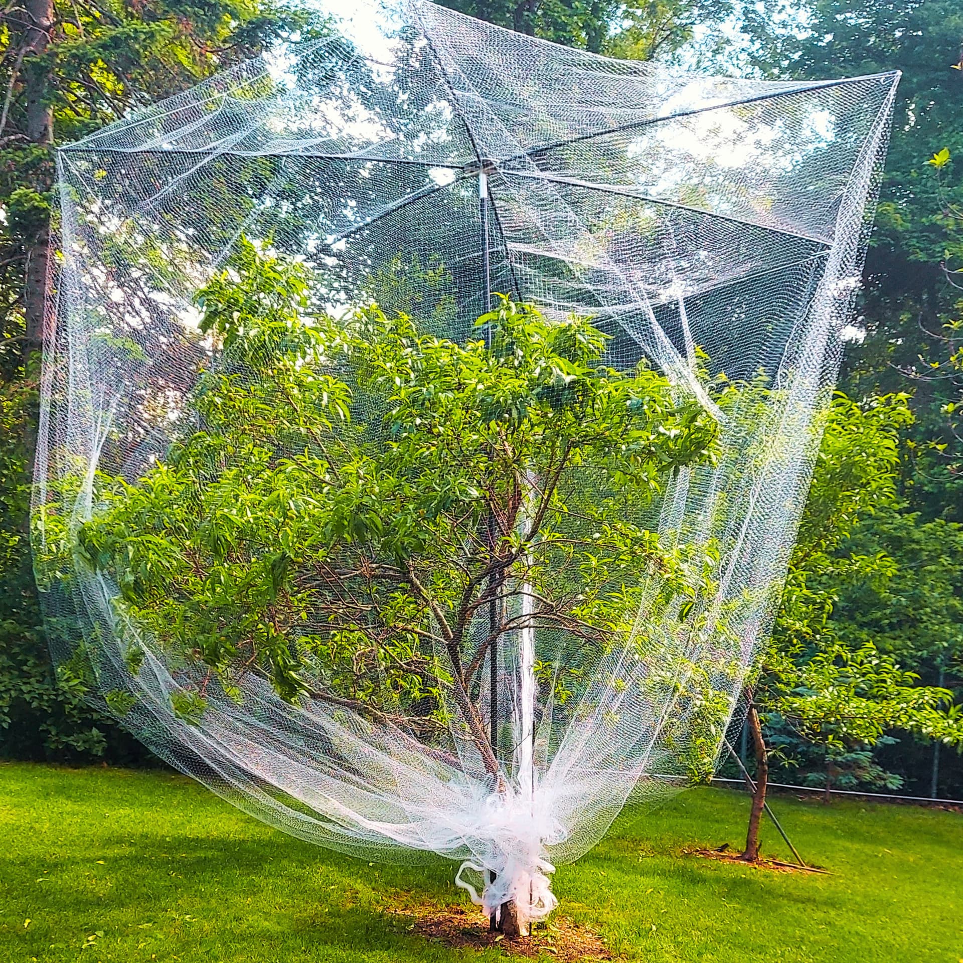 Big Tree Umbrella Bird Netting Frame - General Fruit Growing - Growing ...