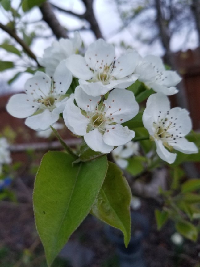 Biscamp Pear - Pollination - General Fruit Growing - Growing Fruit