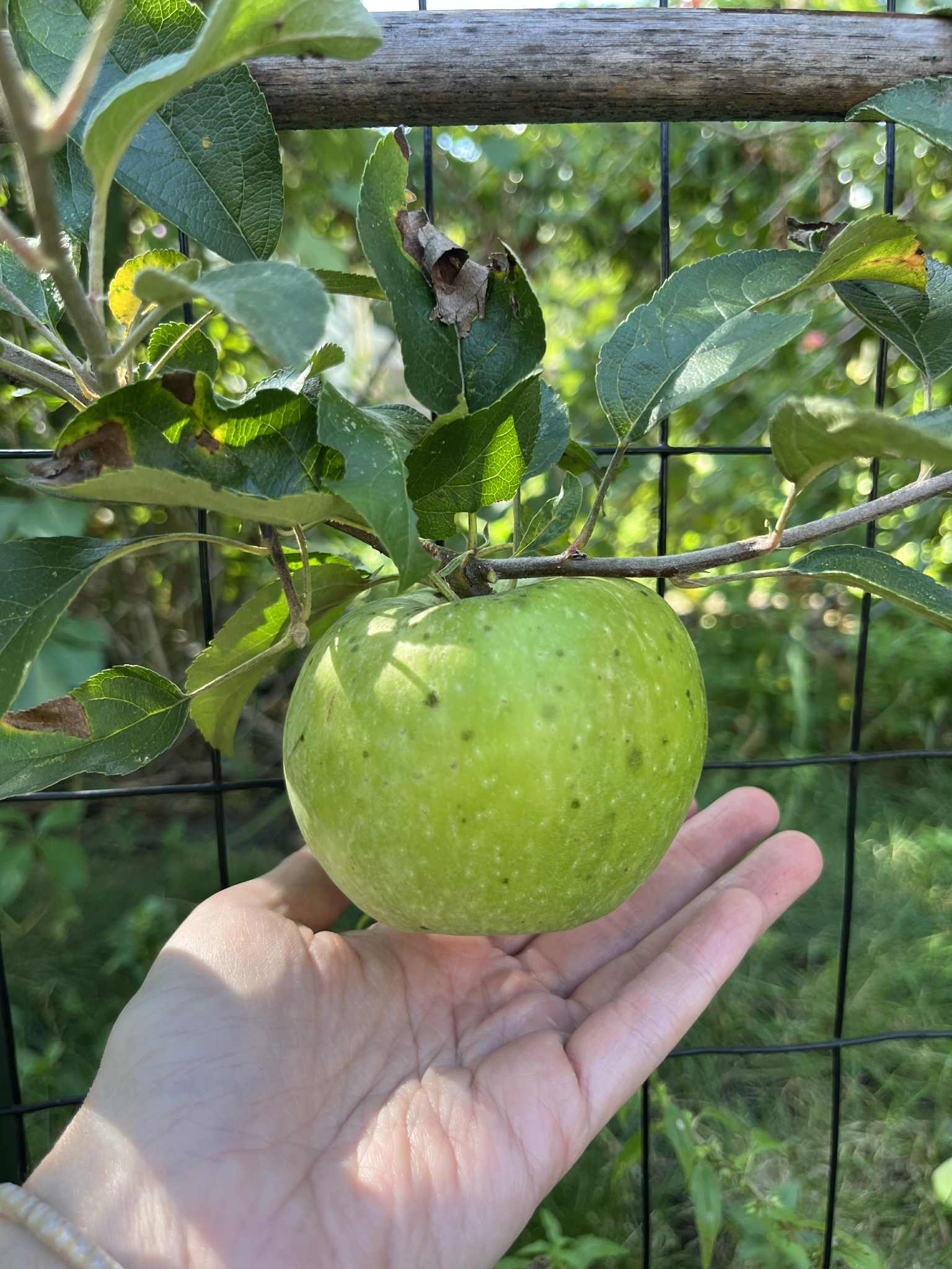 Reinette Simirenko - General Fruit Growing - Growing Fruit