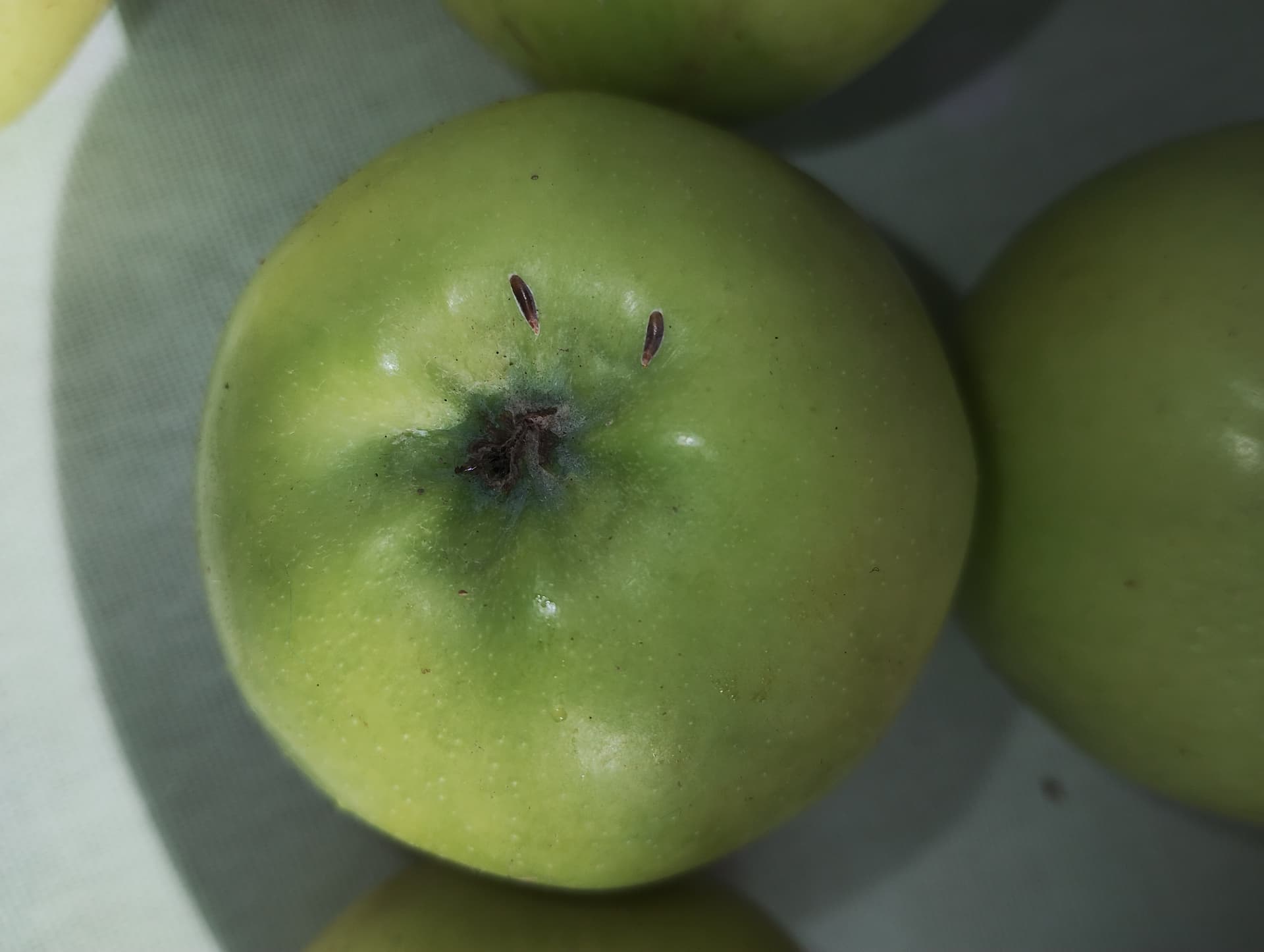 Identify apple pest - General Fruit Growing - Growing Fruit