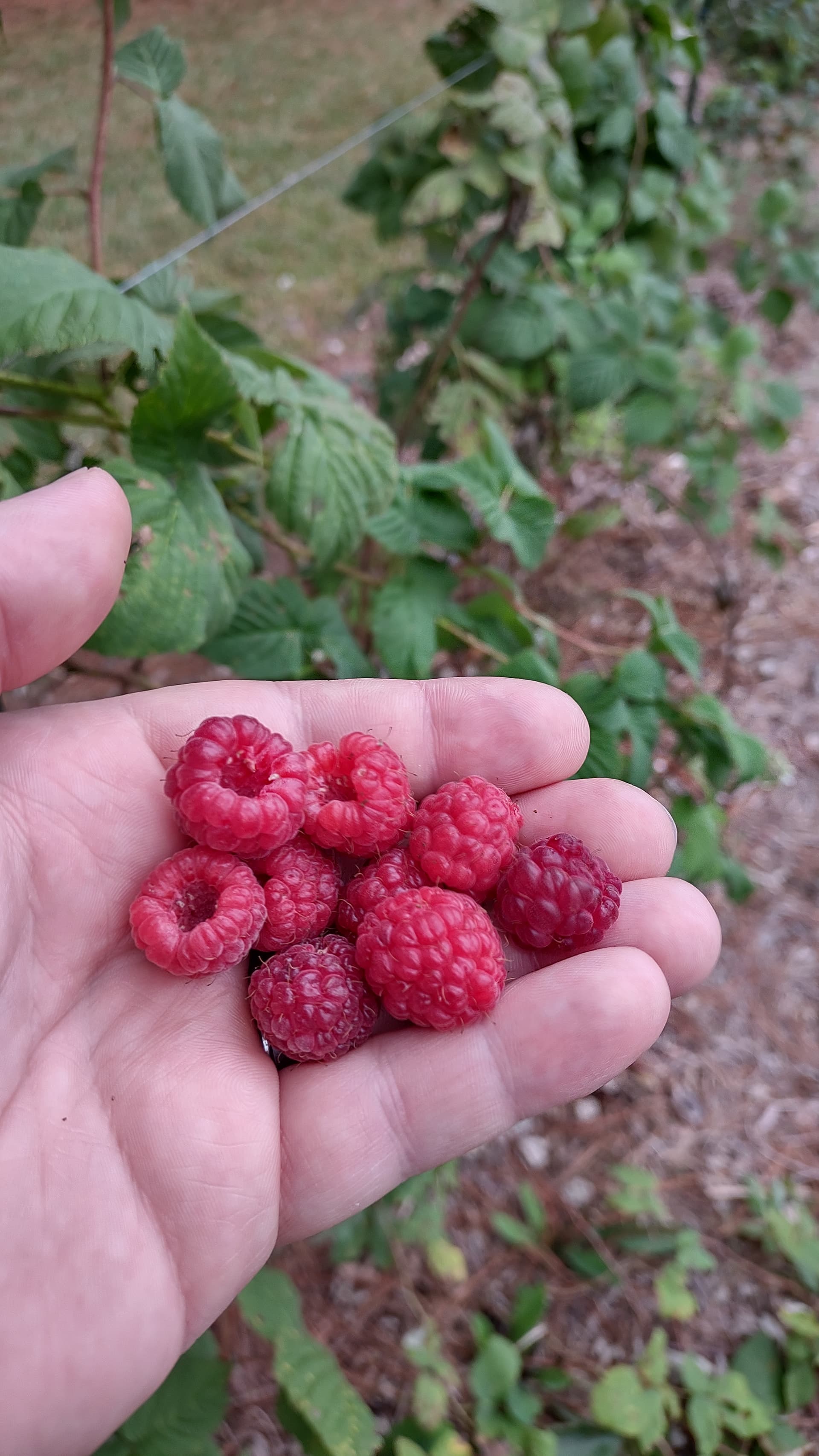 Baba Raspberries - General Fruit Growing - Growing Fruit