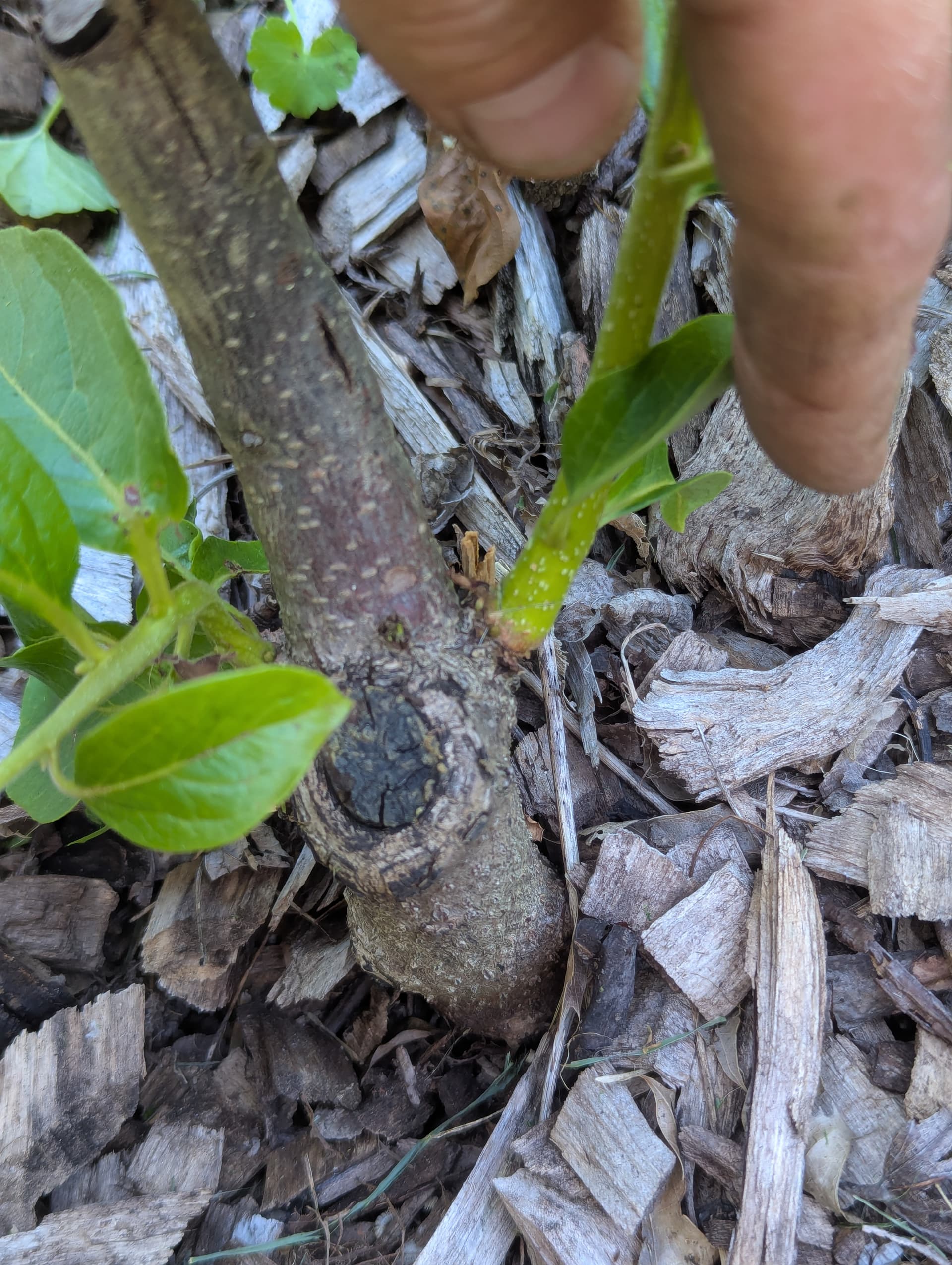 Persimmon rootstock or graft? - General Fruit Growing - Growing Fruit